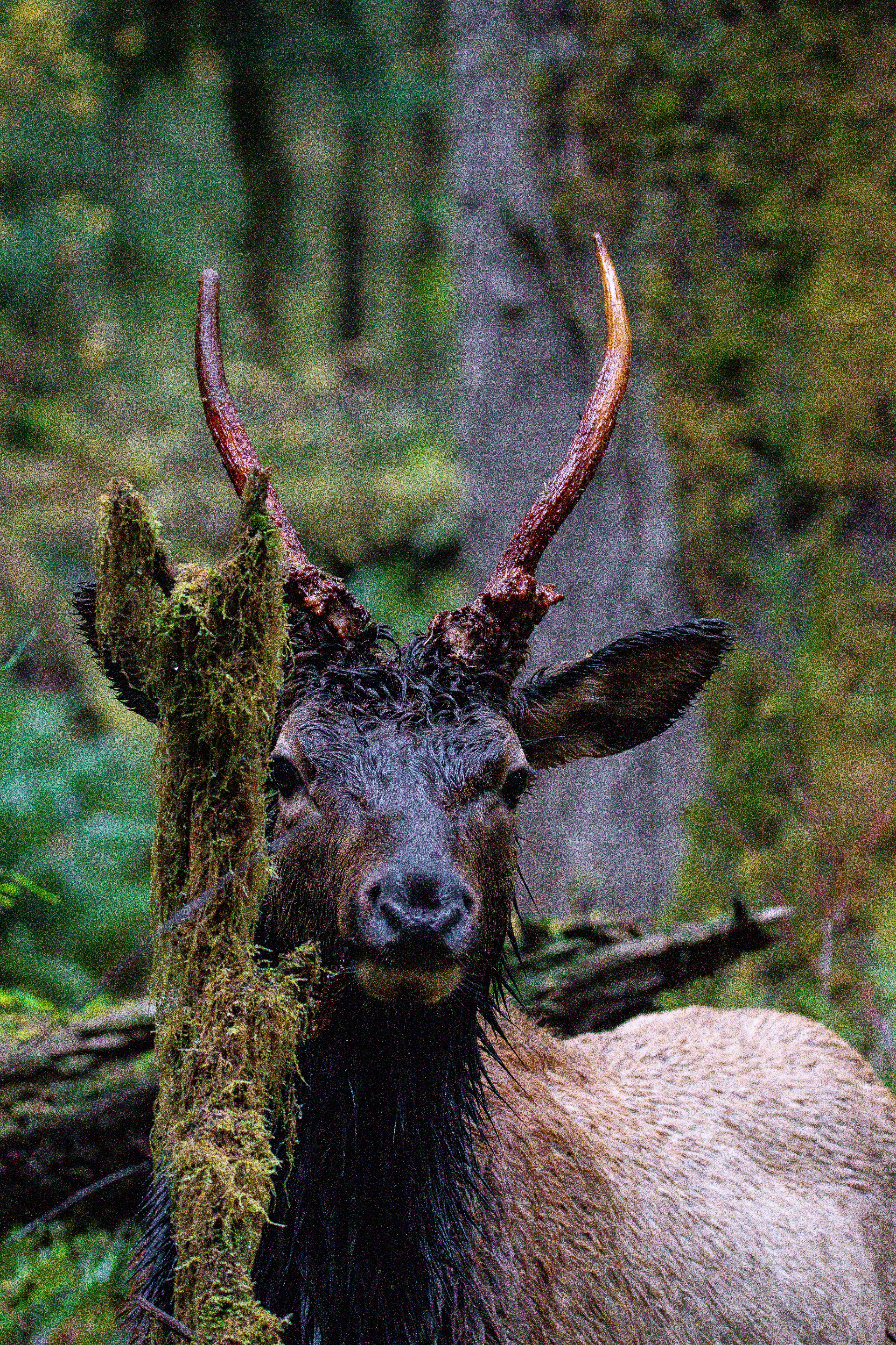 Temperate Forest Deer
