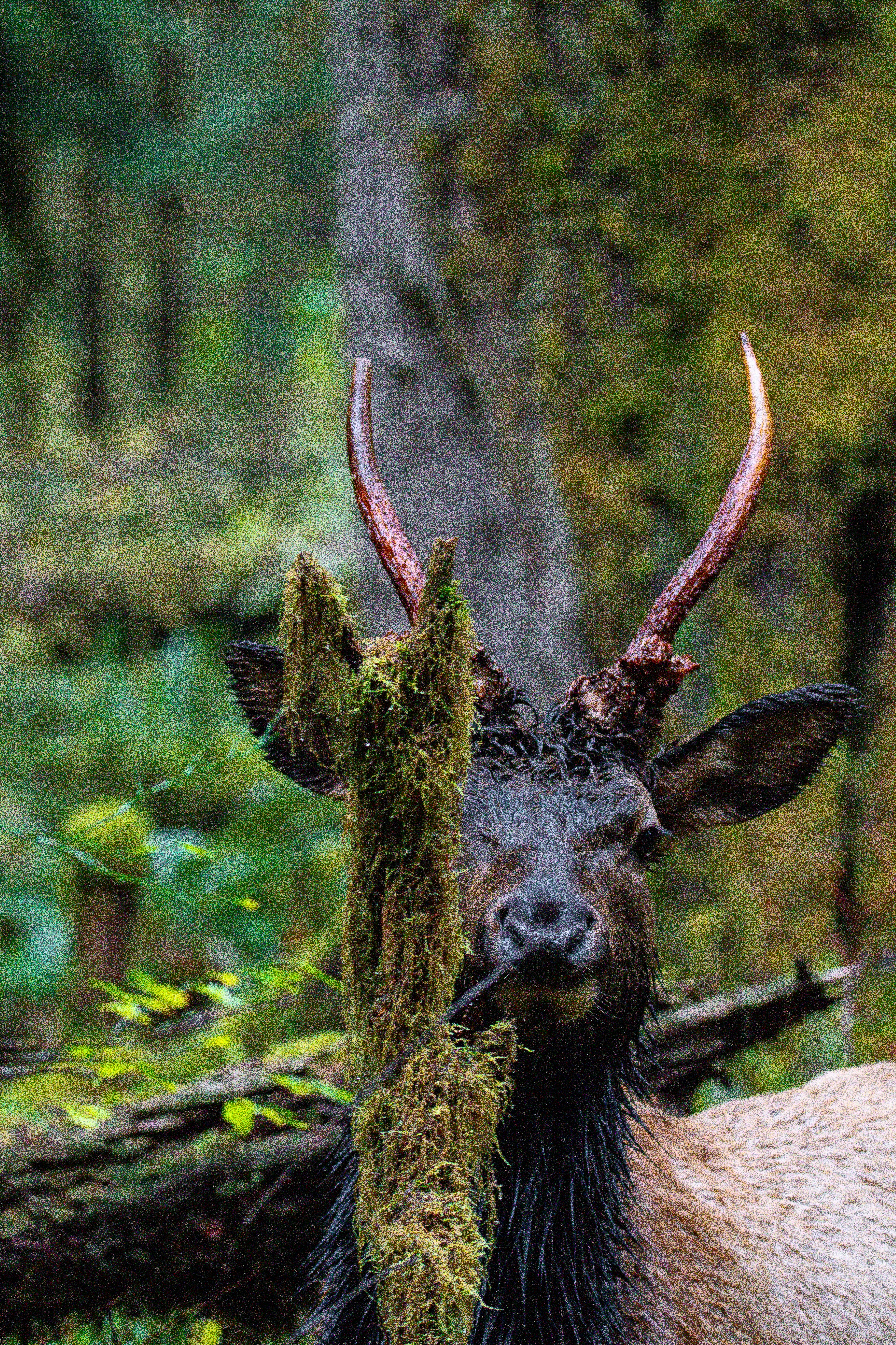Temperate Rainforest Deer