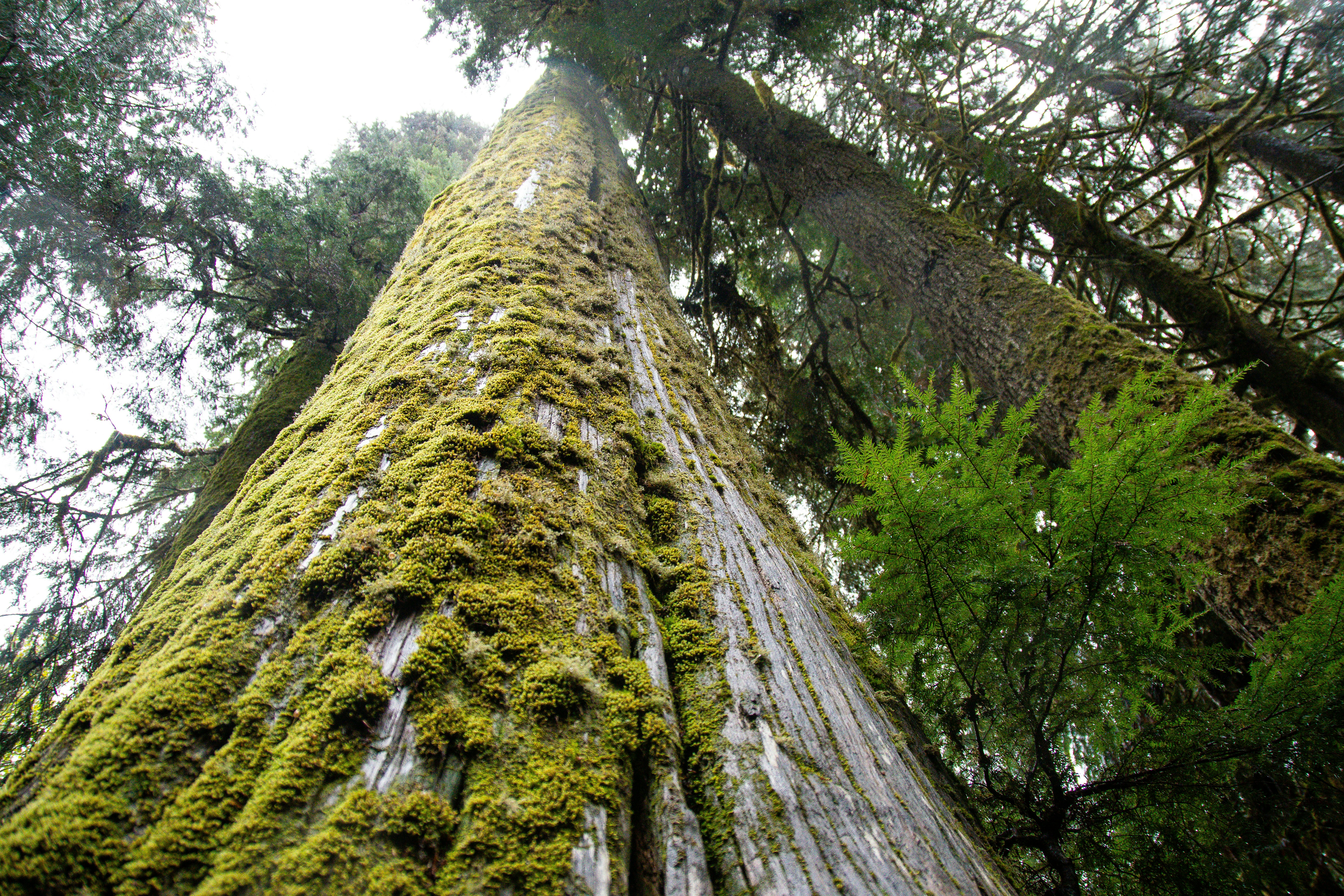 A tall tree covered in moss in a forest photo – Free Tree Image on Unsplash
