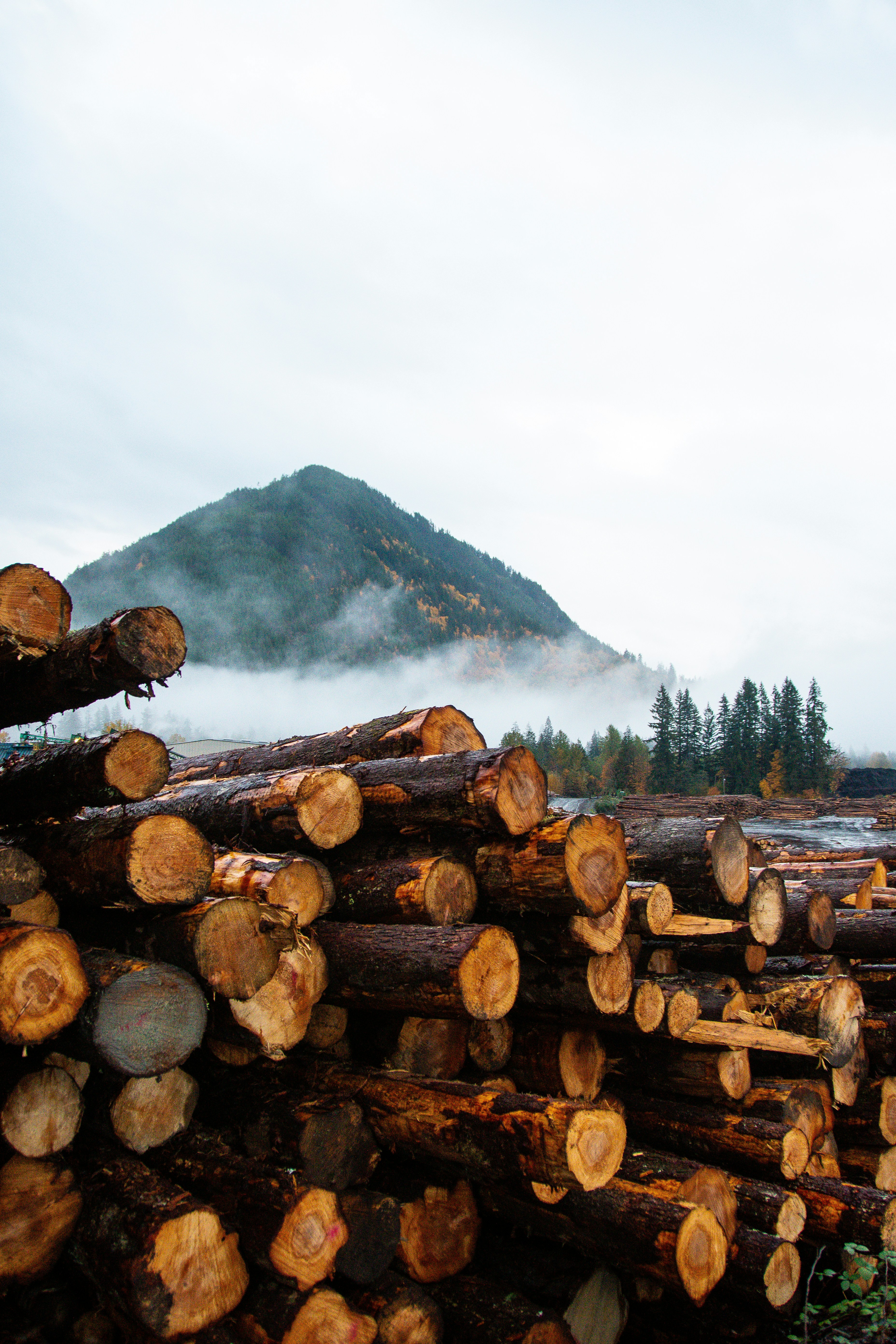 Stacked Pines and Mountain Mist: Logs Meet the Quiet Peak