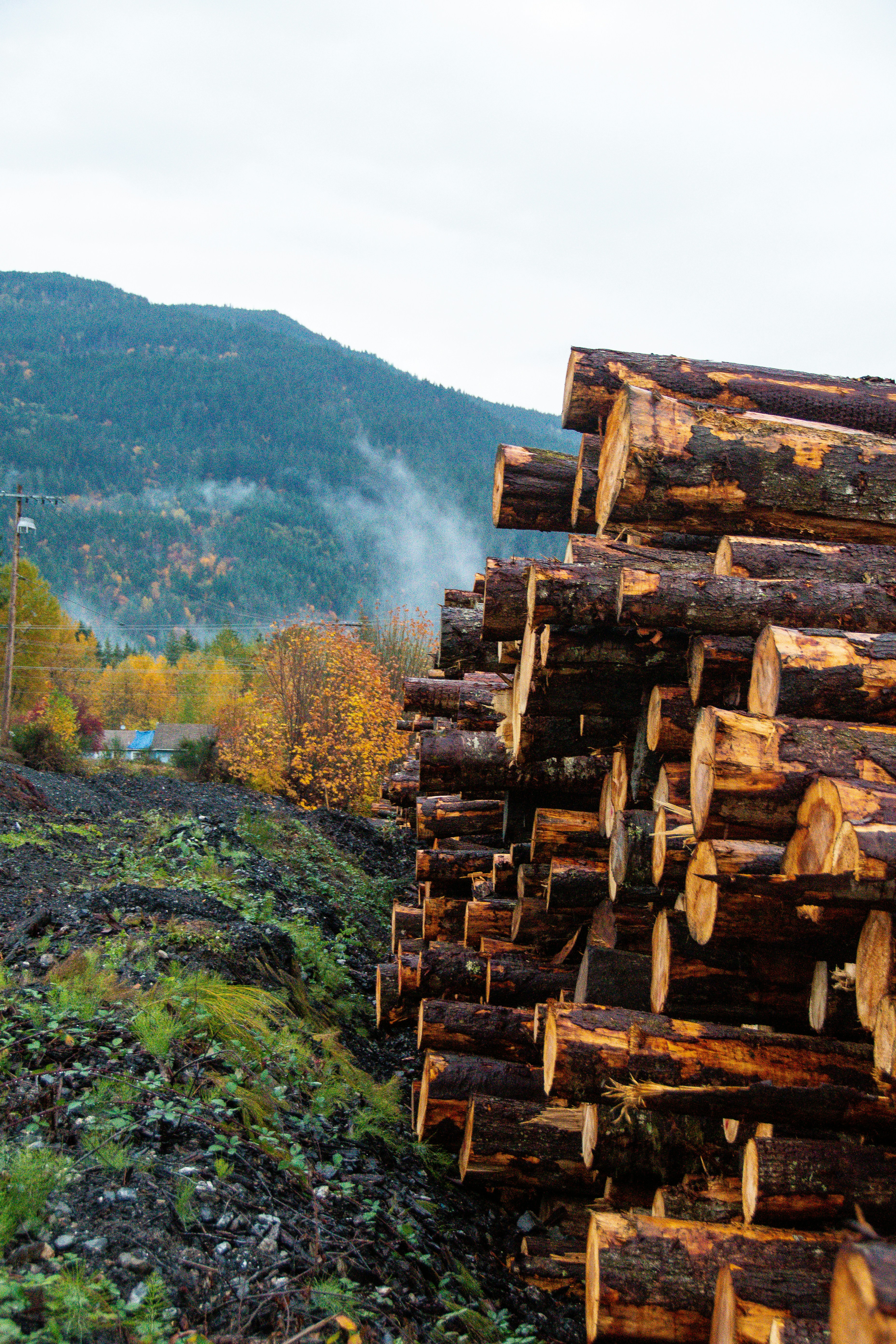 Rugged Geometry at the Timber Edge
