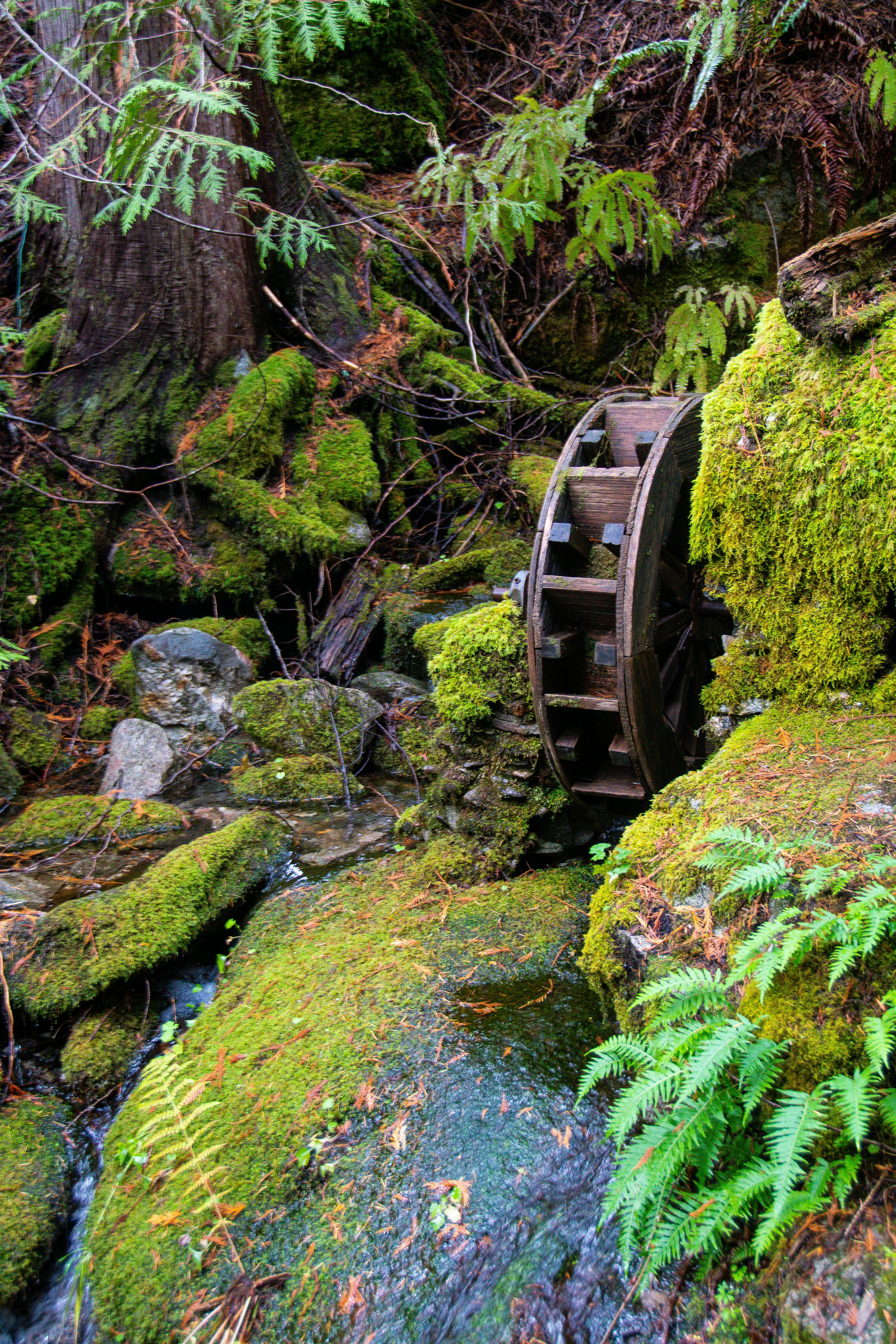 The Moss-Clad Wheel: a Quiet Forest Stream's Hidden Mechanism