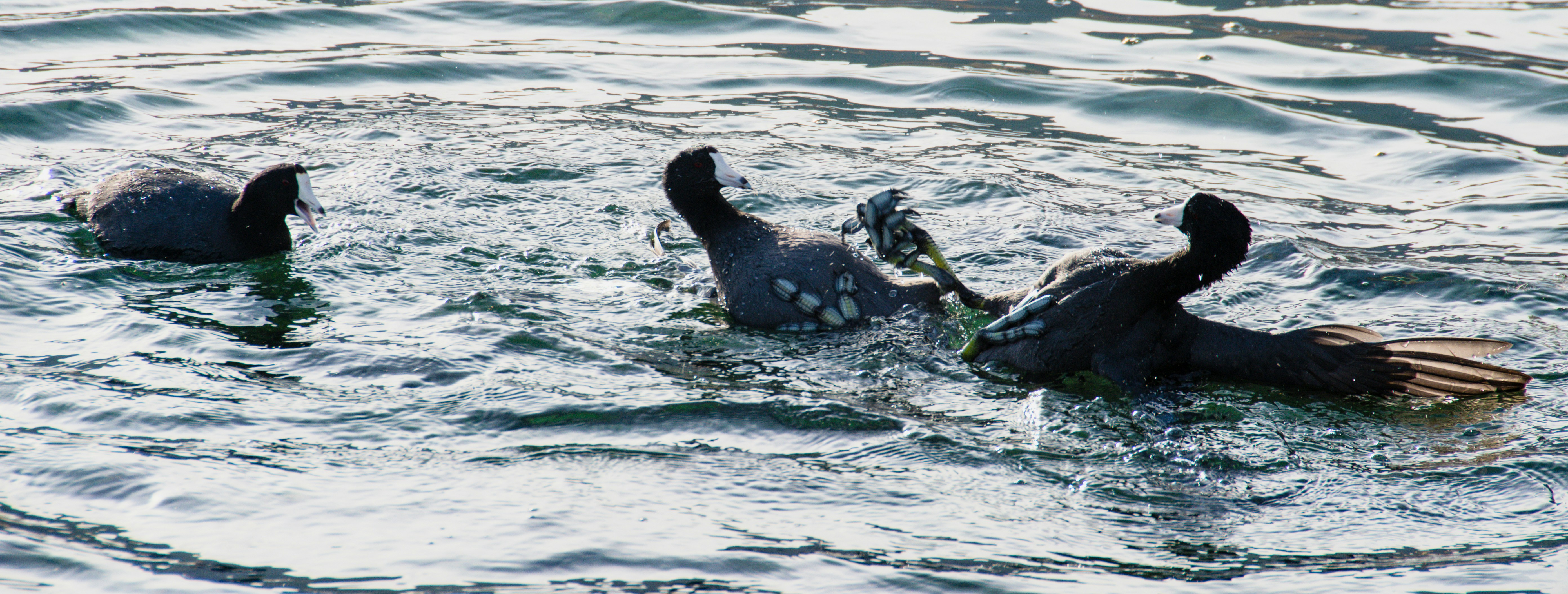 Three Ducks Riding Ripples: A Quiet Moment on Glassy Water