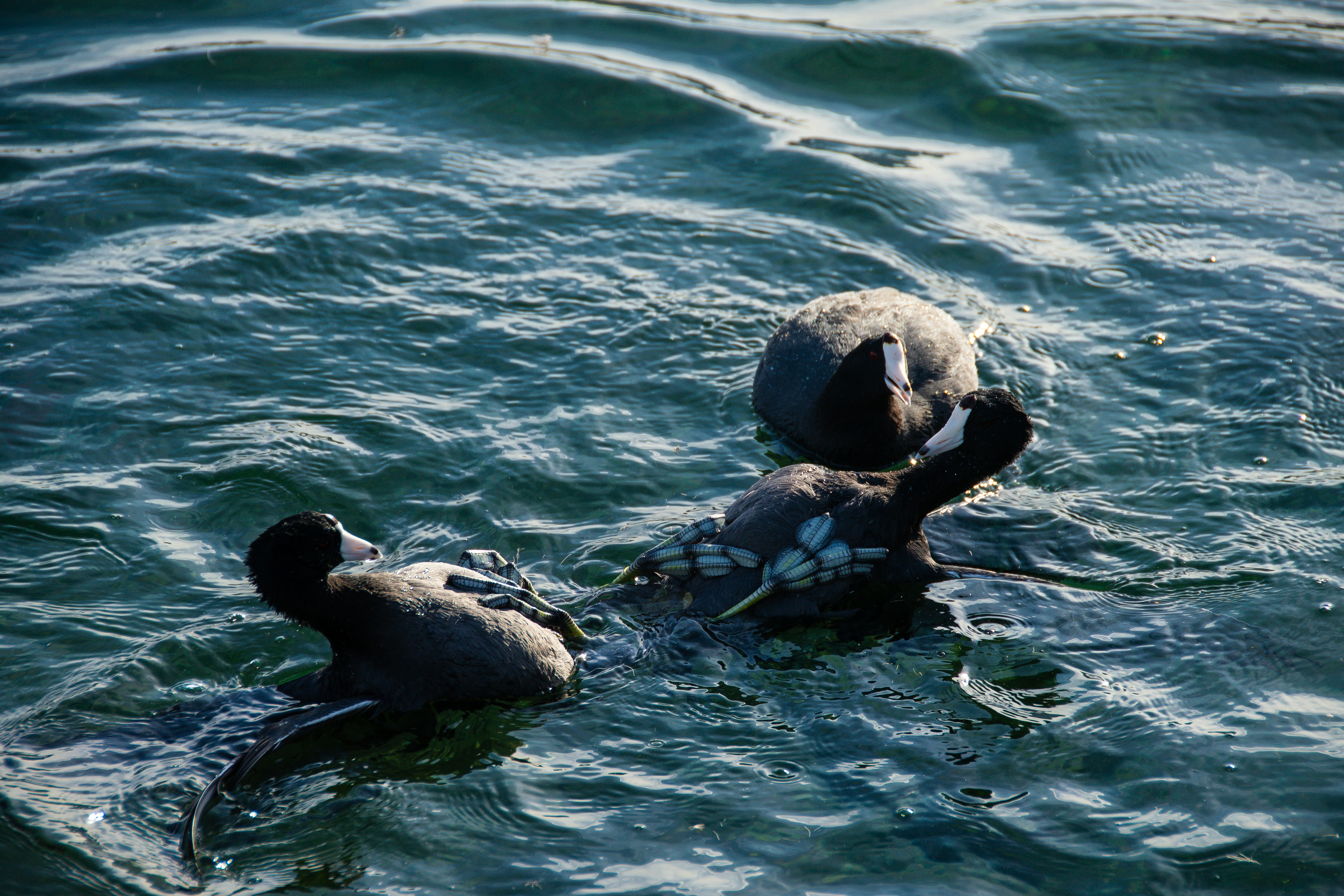 a couple of ducks floating on top of a body of water