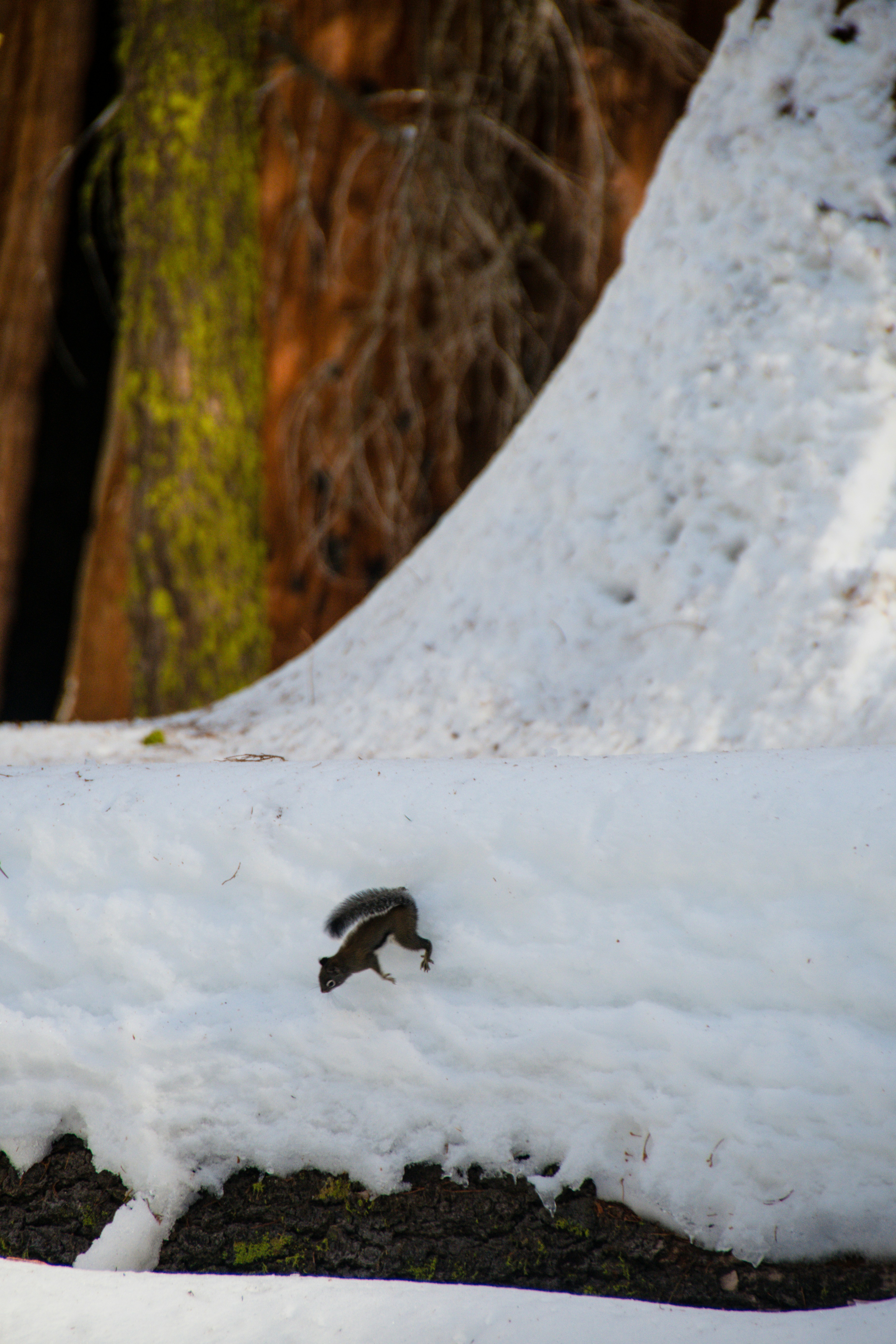 Fox Snow Leap: A Moment of Winter Stillness