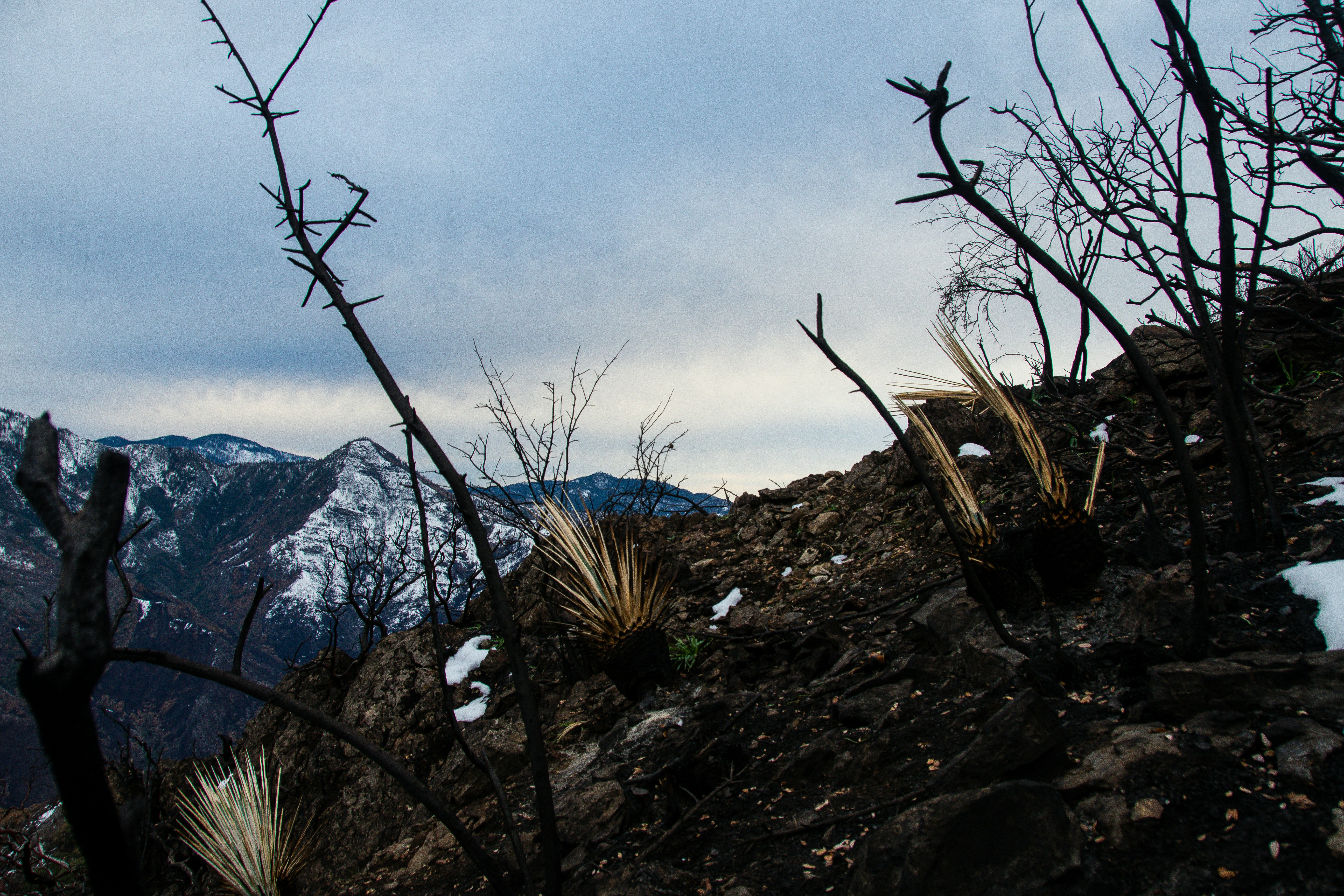 Desolate ridge with charred scrub and distant snow-capped peaks