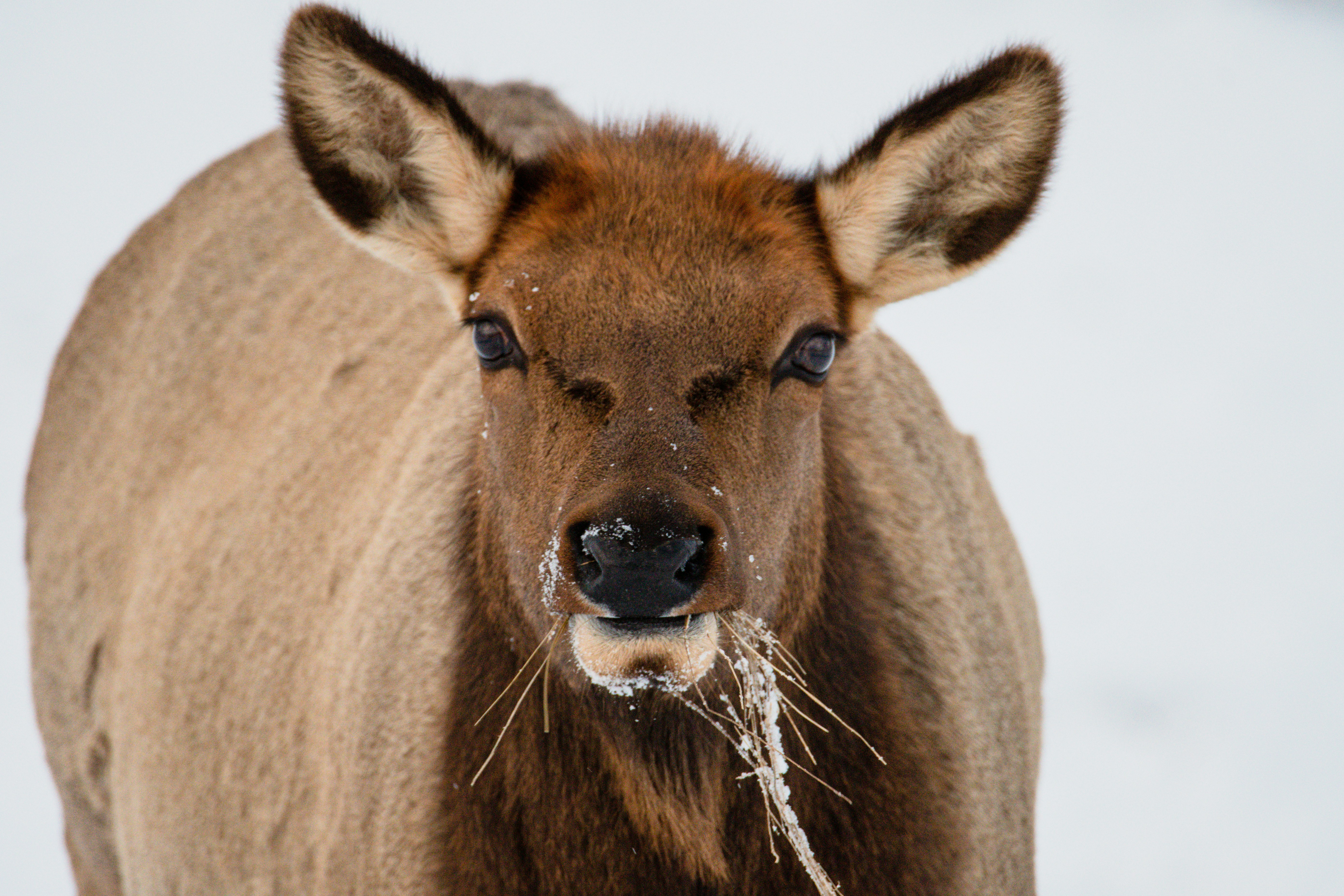Gros plan d’un cerf dans la neige photo – Photo Faune Gratuite sur Unsplash