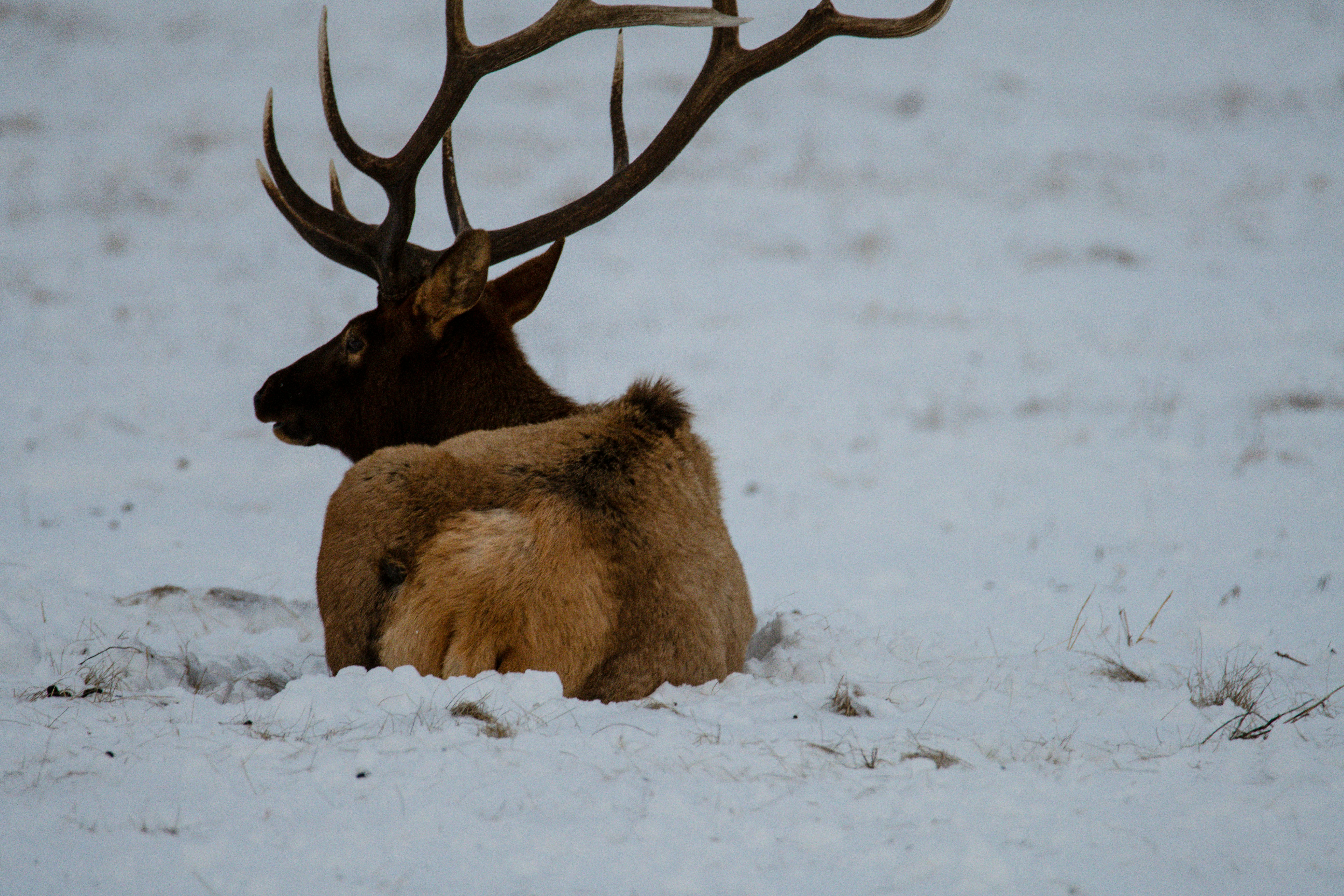 A large elk laying in the snow next to a smaller elk photo – Free Green ...