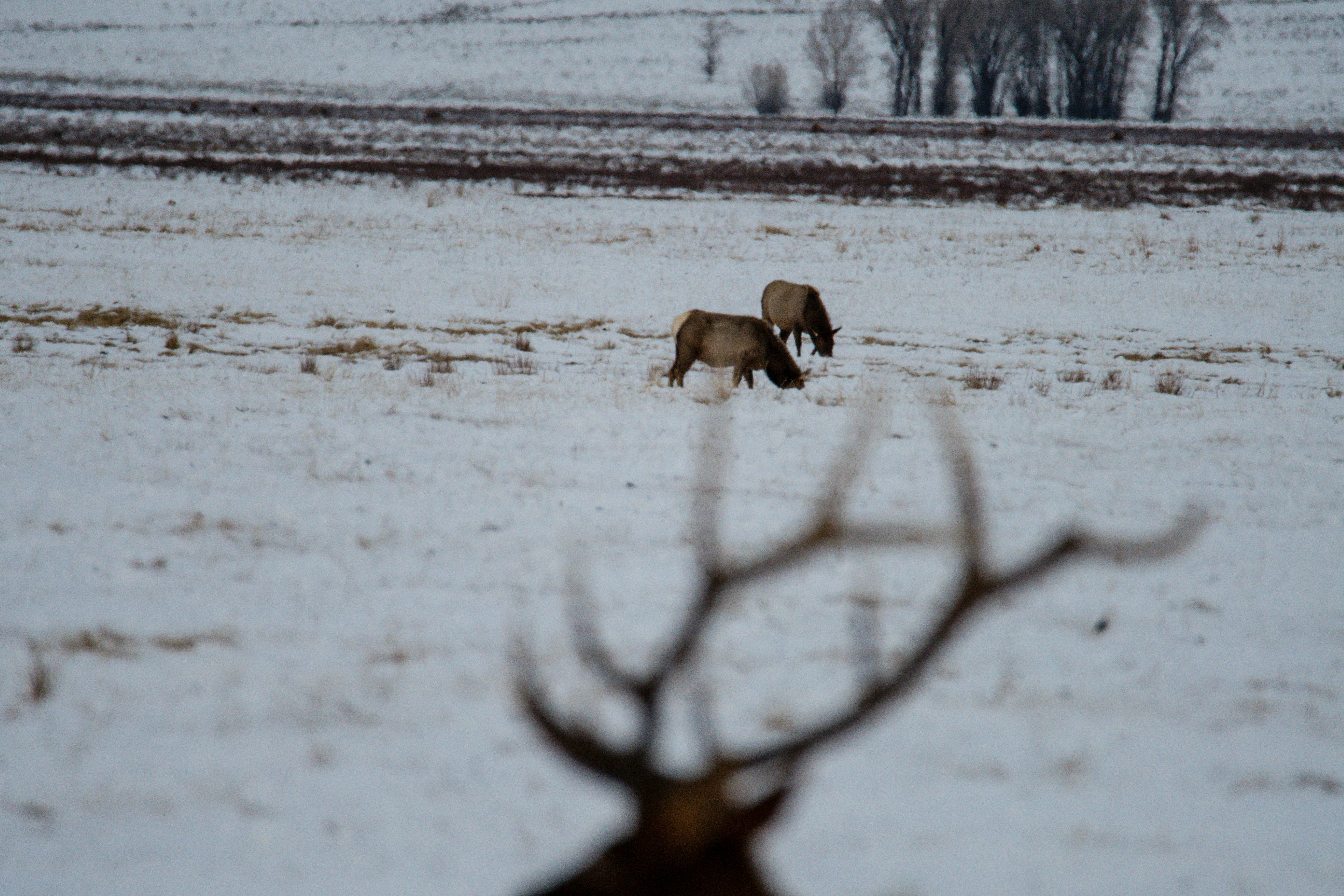 Winter Field Sentinel: A Stag Peeks Through the Snow