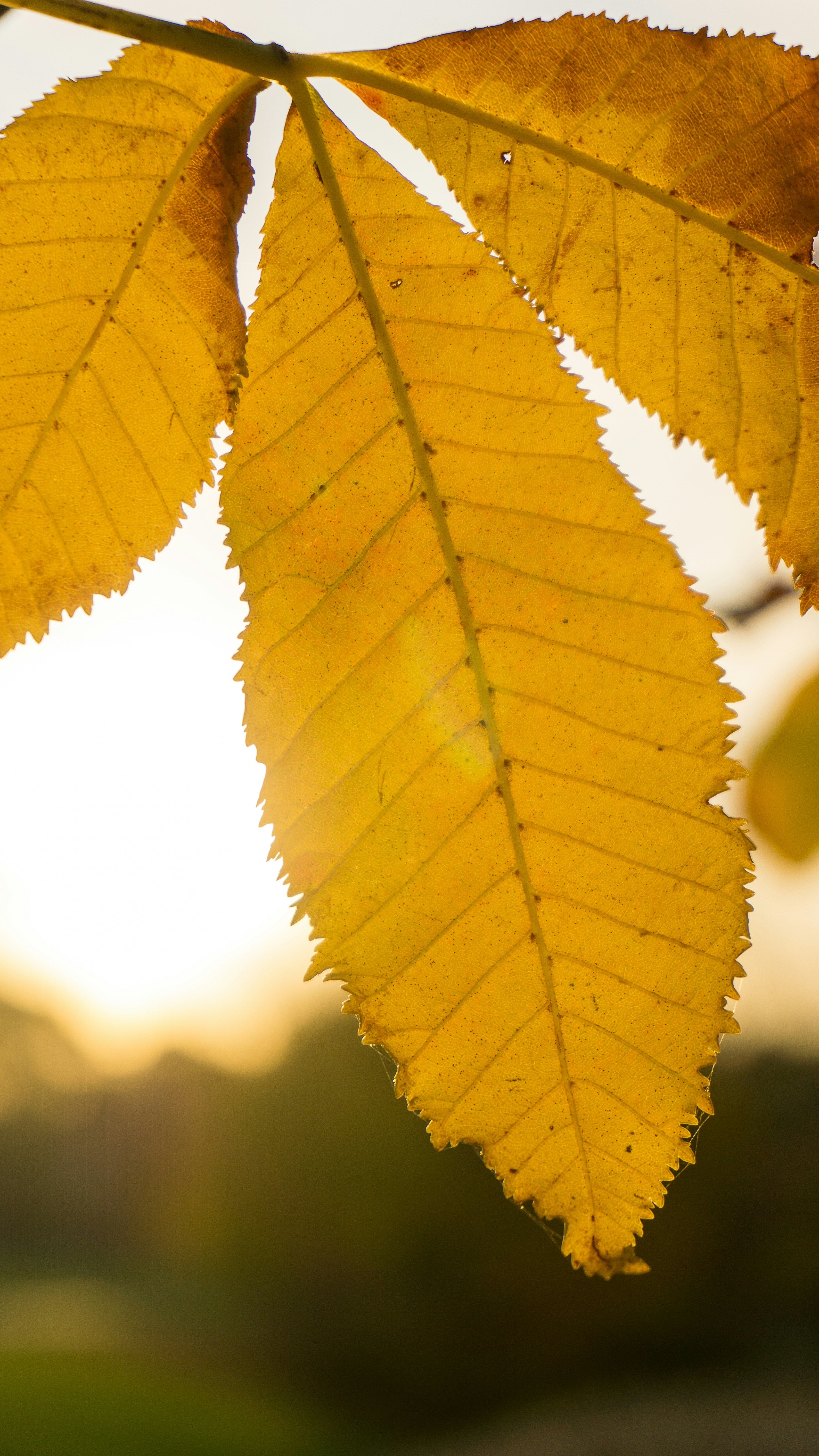 Sunlit Veinwork: A Golden Autumn Leaf in Focus