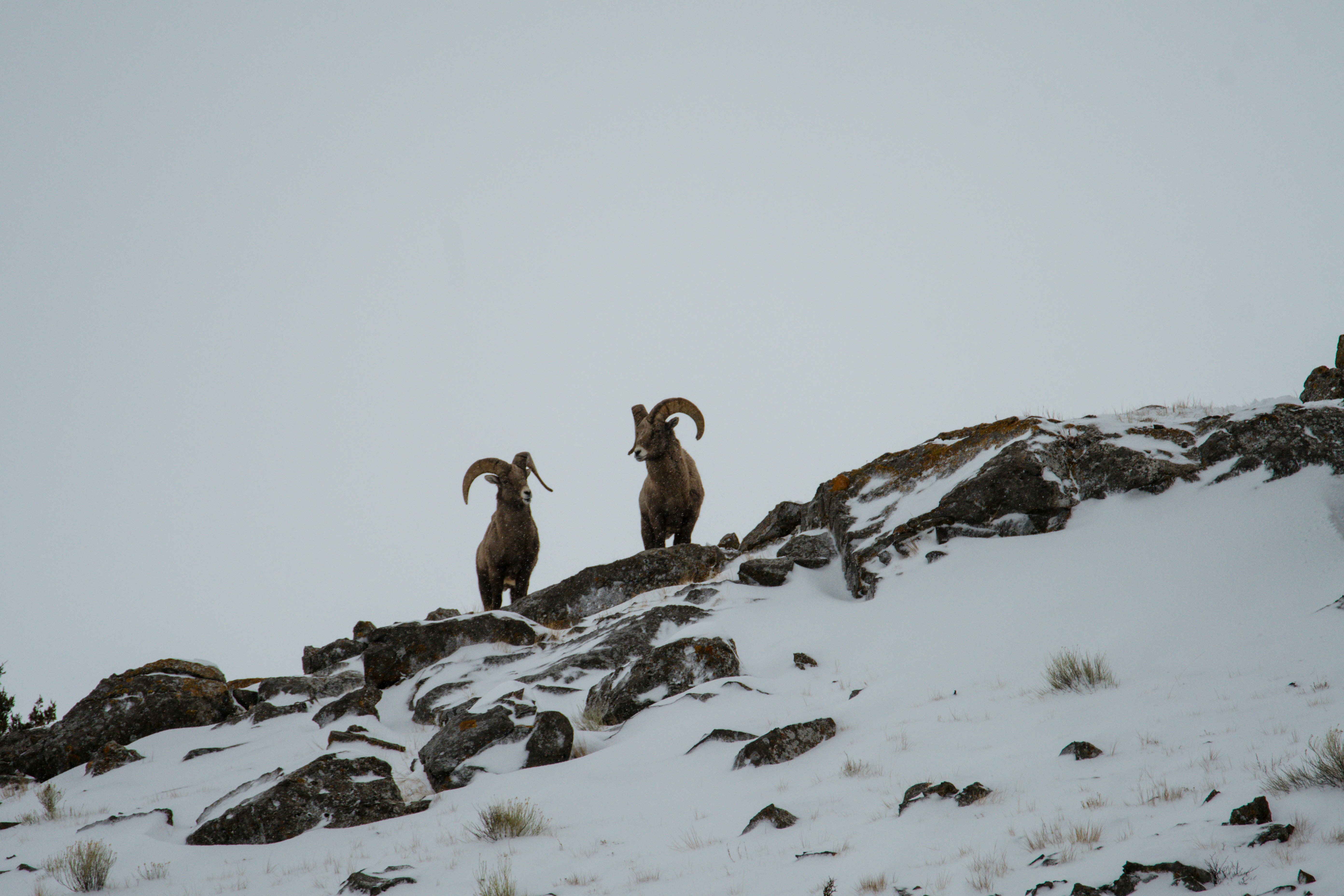 A couple of rams standing on top of a snow covered mountain photo ...