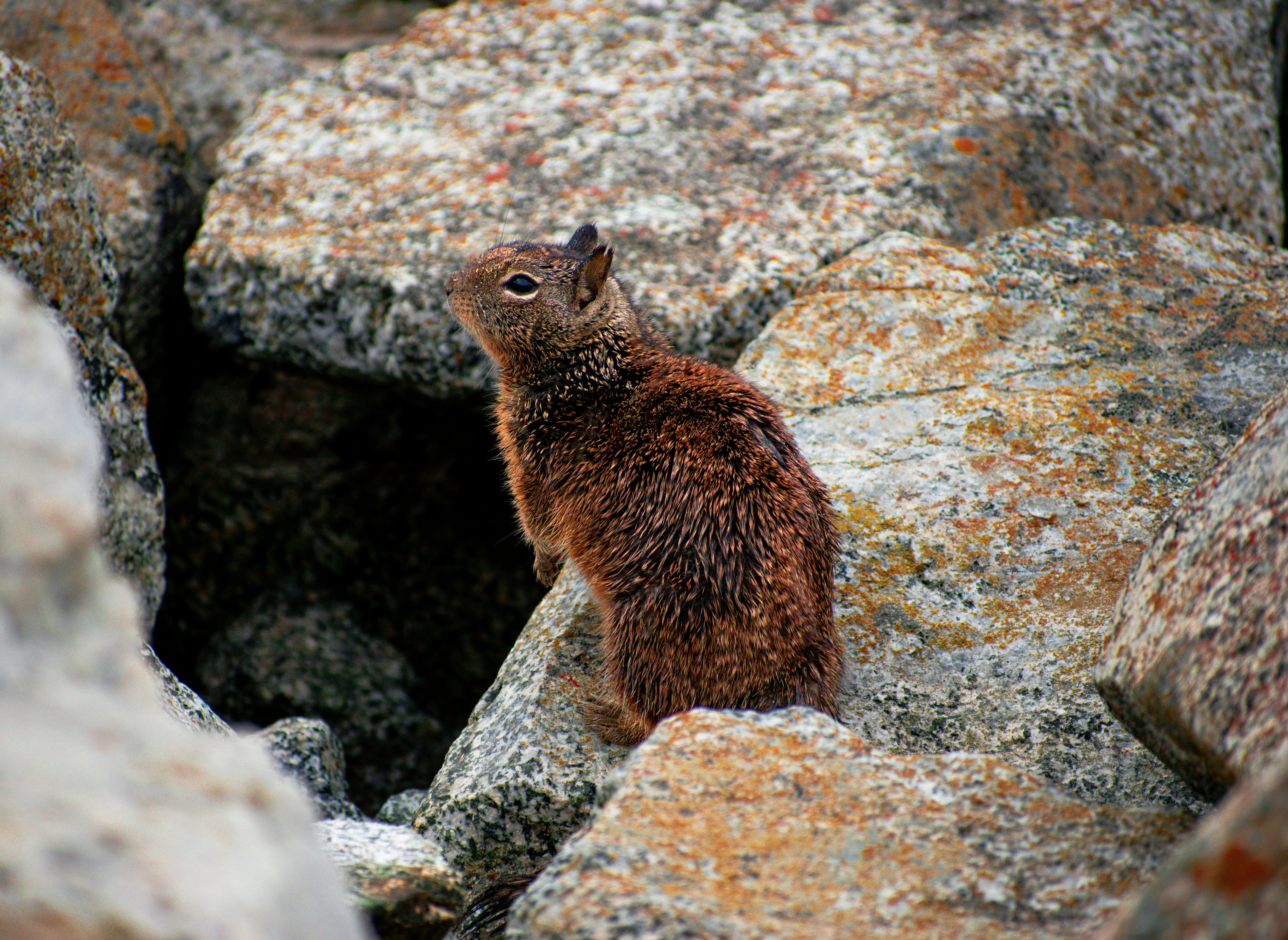 A brown rabbit perched among textured rocks, surveying its surroundings with keen curiosity.