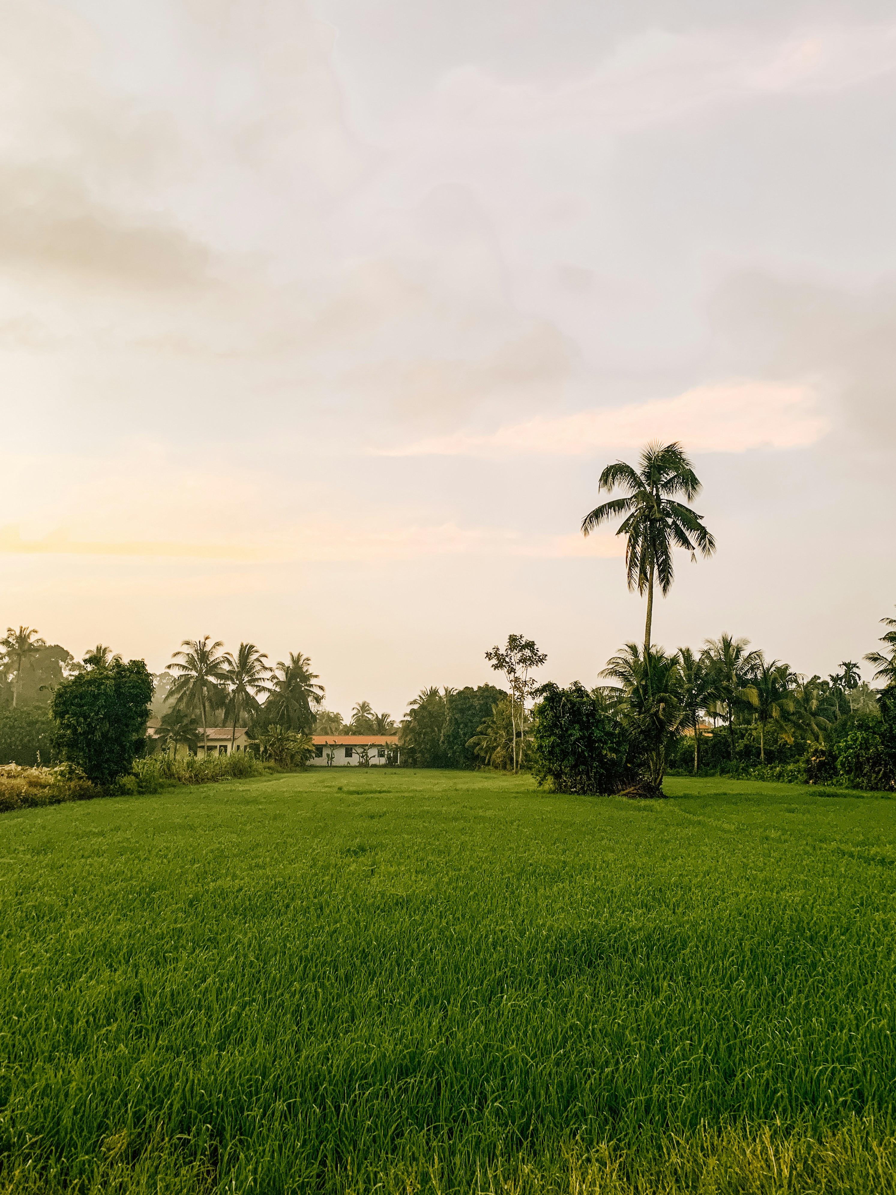 A serene landscape featuring a palm tree standing tall amidst vibrant green grass, with a gentle sunset casting soft hues across the sky.