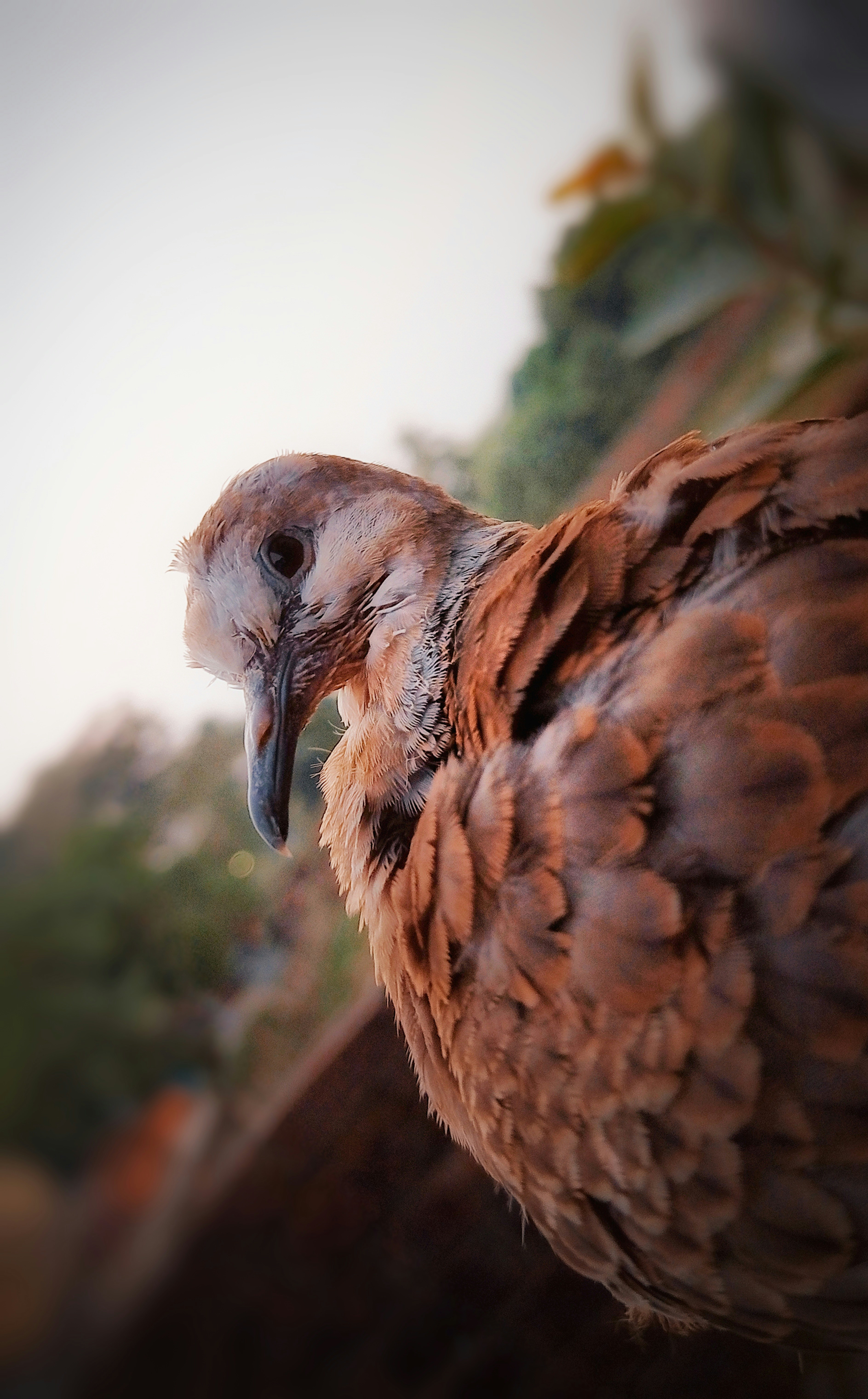 The mourning dove (Zenaida macroura) is a member of the dove family, Columbidae. The bird is also known as the American mourning dove, the rain dove, and colloquially as the turtle dove, and was once known as the Carolina pigeon and Carolina turtledove. | a close up of a bird with a blurry background