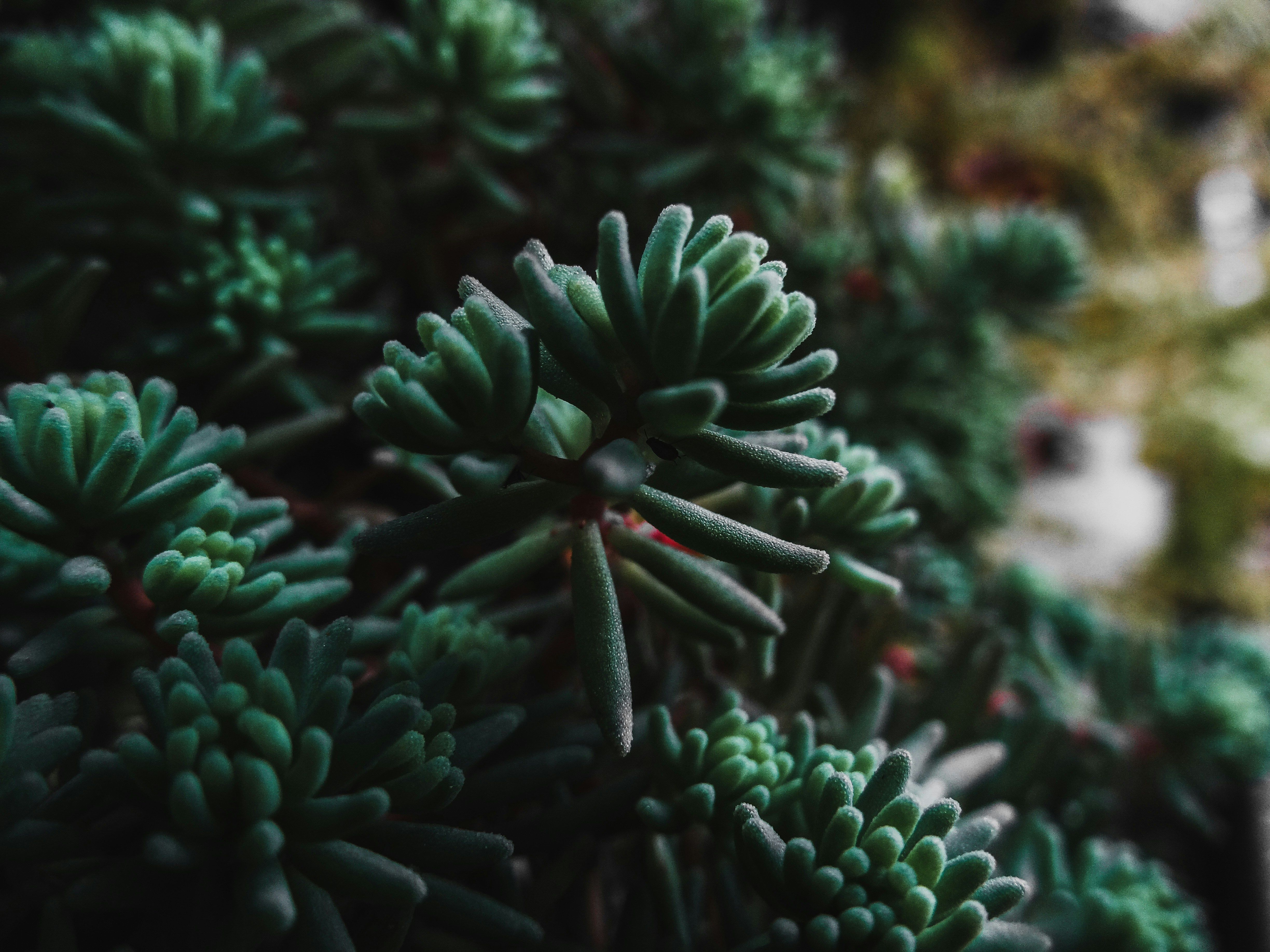 A close up of a bunch of green plants photo – Free Plant Image on Unsplash