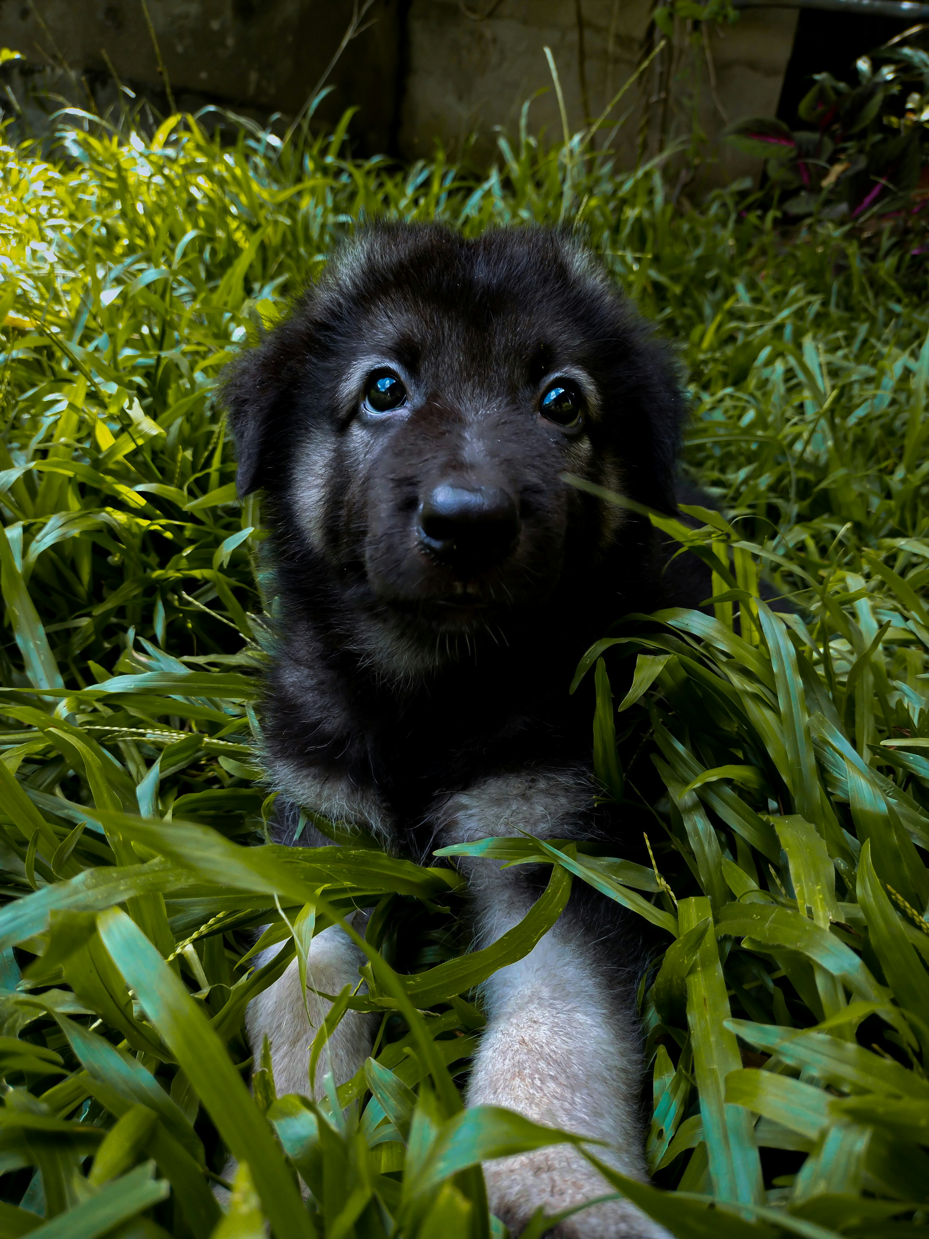 A playful puppy nestled in lush green grass, gazing curiously at the viewer. The scene captures the essence of youthful innocence in a vibrant outdoor setting.