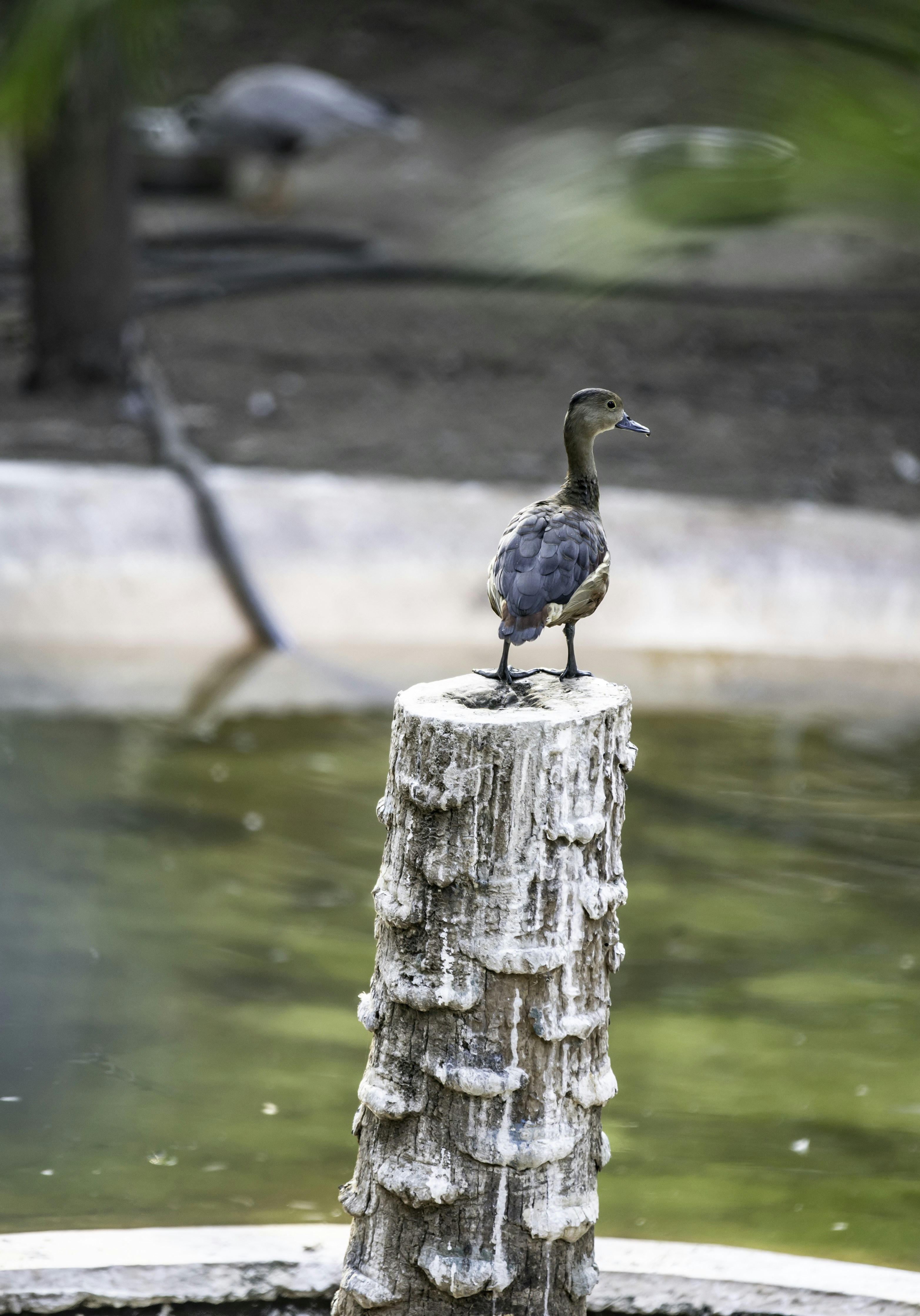 Duck on a Weathered Post, Quiet Pond Portrait
