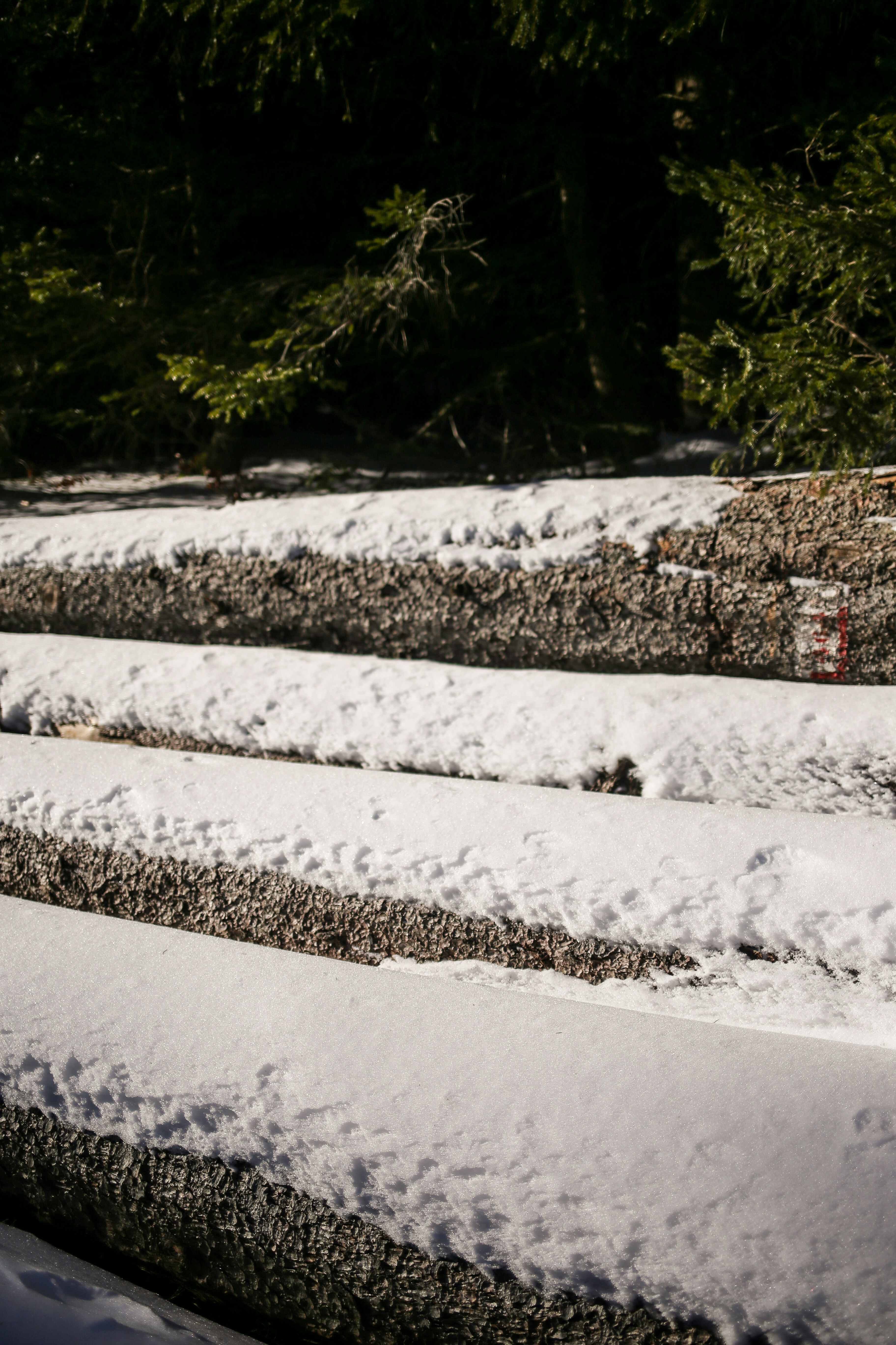 Cut trees covered in snow in forest
