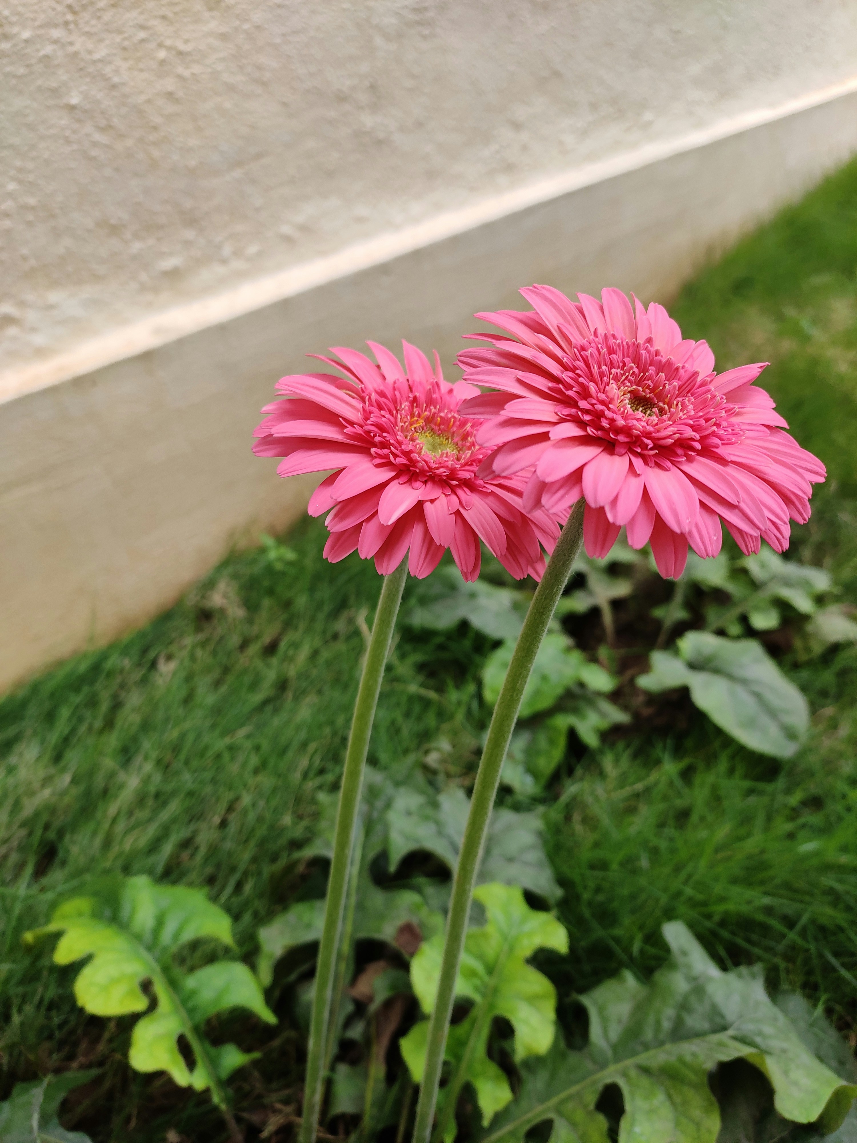 Twin Pink Gerberas Leaning toward the Wall