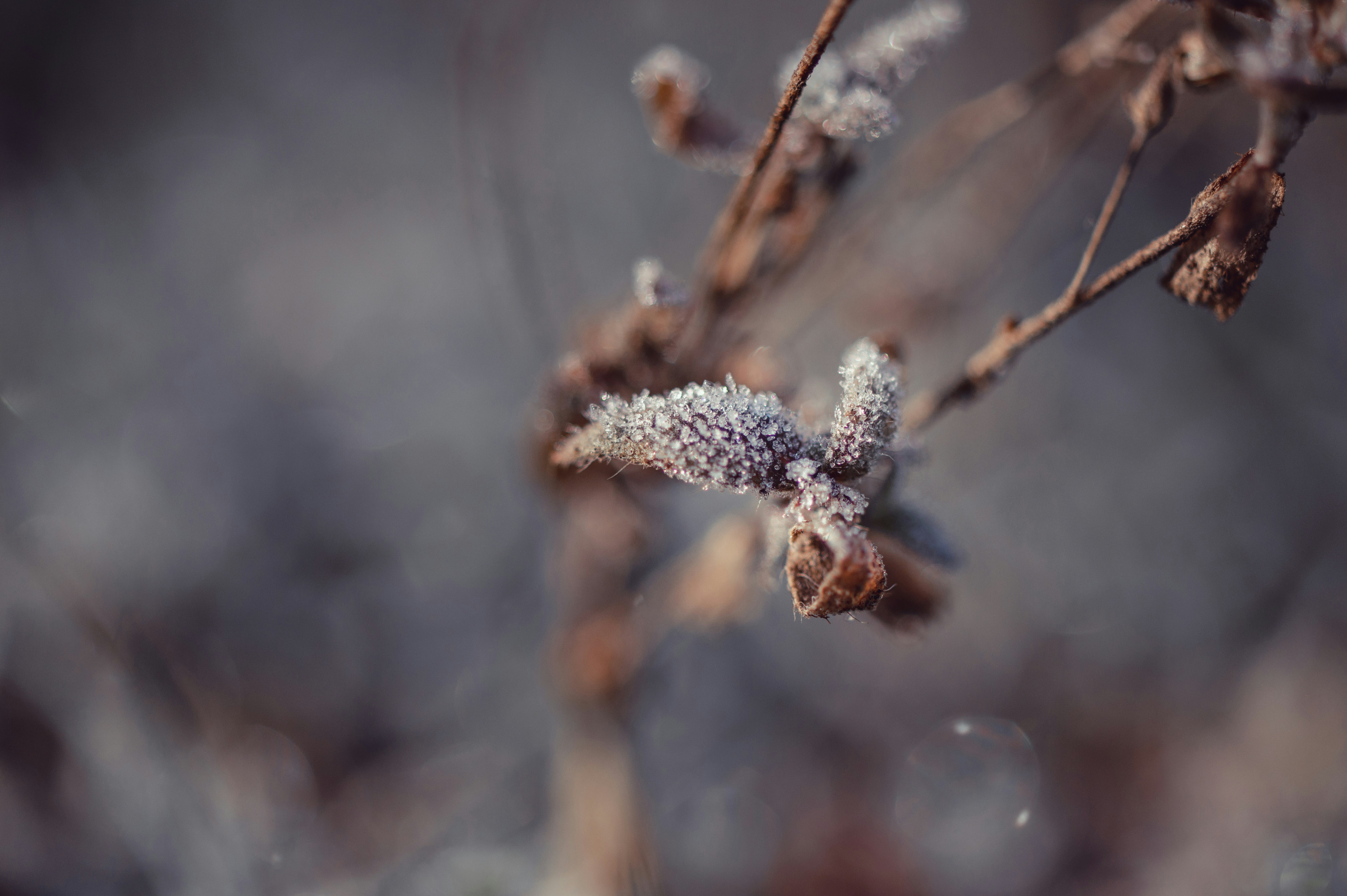 Crystal Crown on a Frost-Kissed Twig