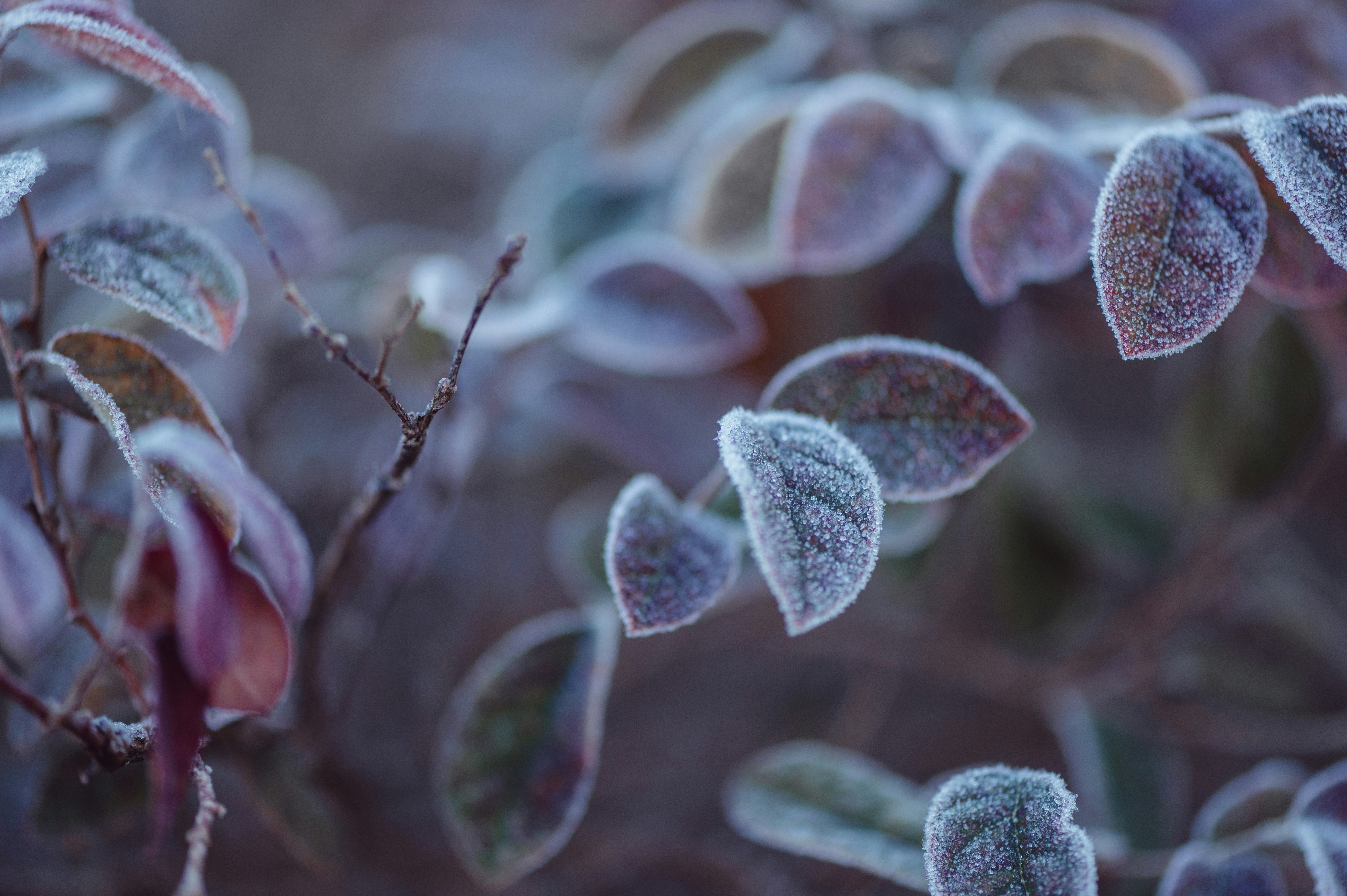 Frost-Kissed Leaves in Low Light