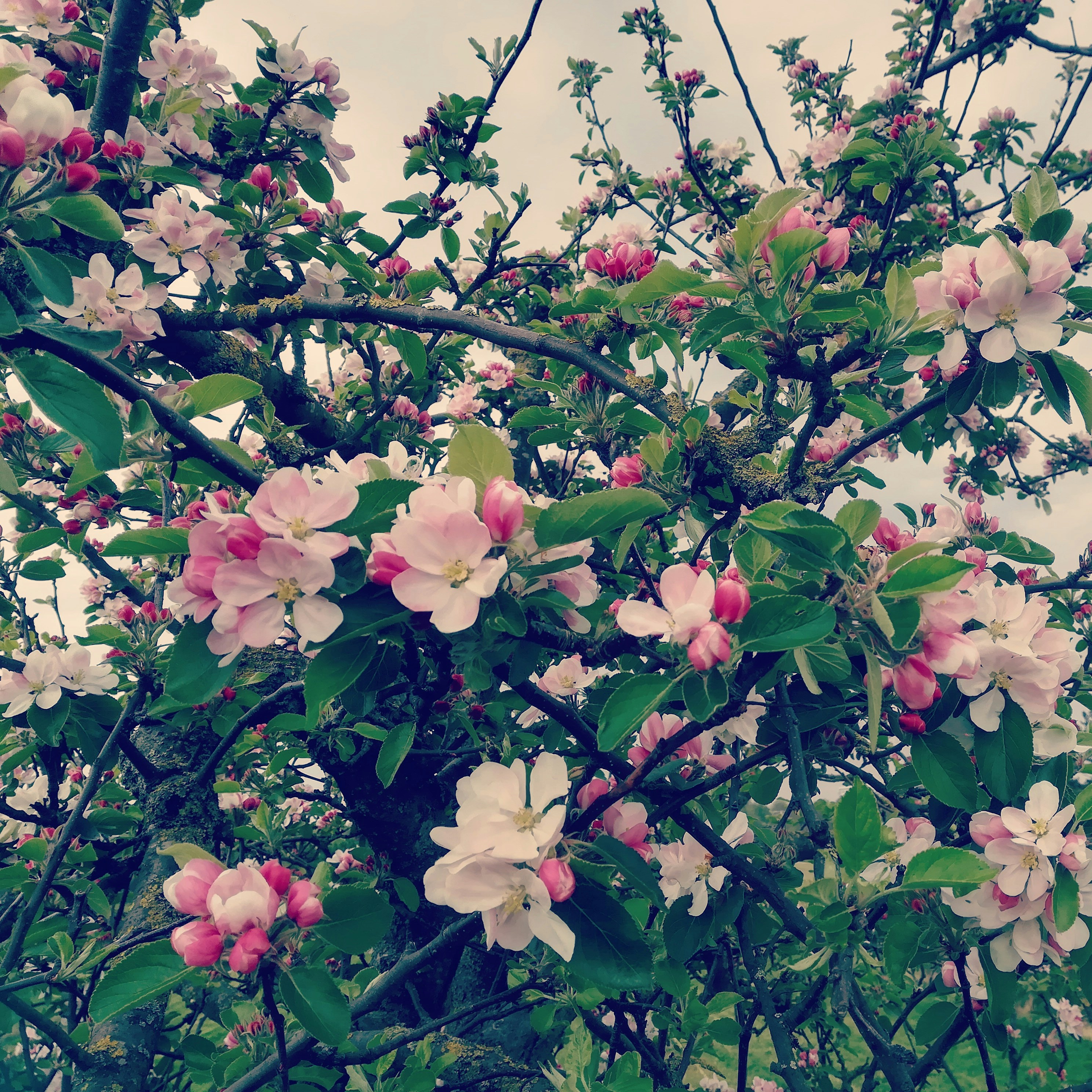 30k+ Apple Blossom Pictures | Download Free Images on Unsplash