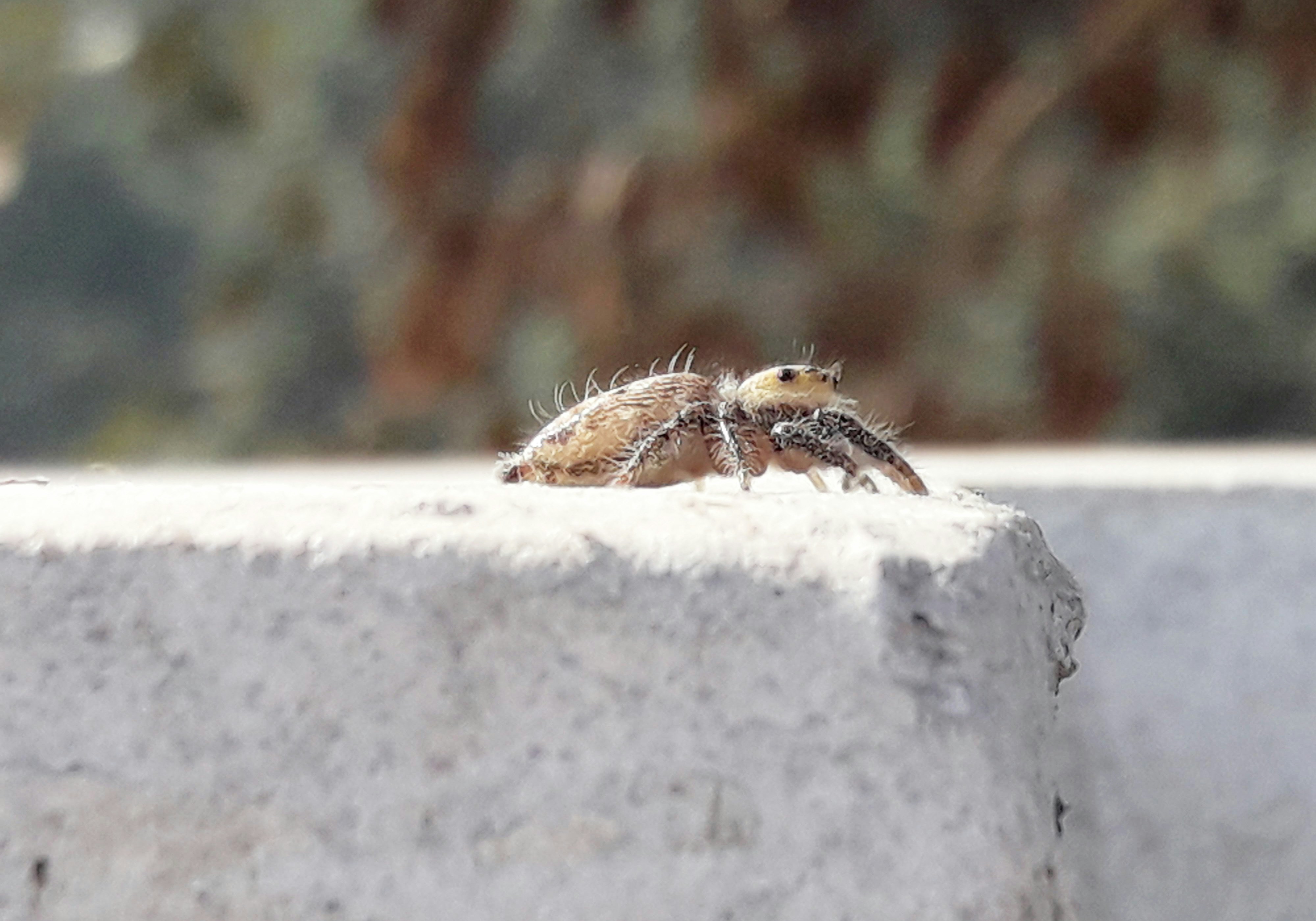 Two small crustaceans perched on a rough concrete ledge with a softly blurred background.