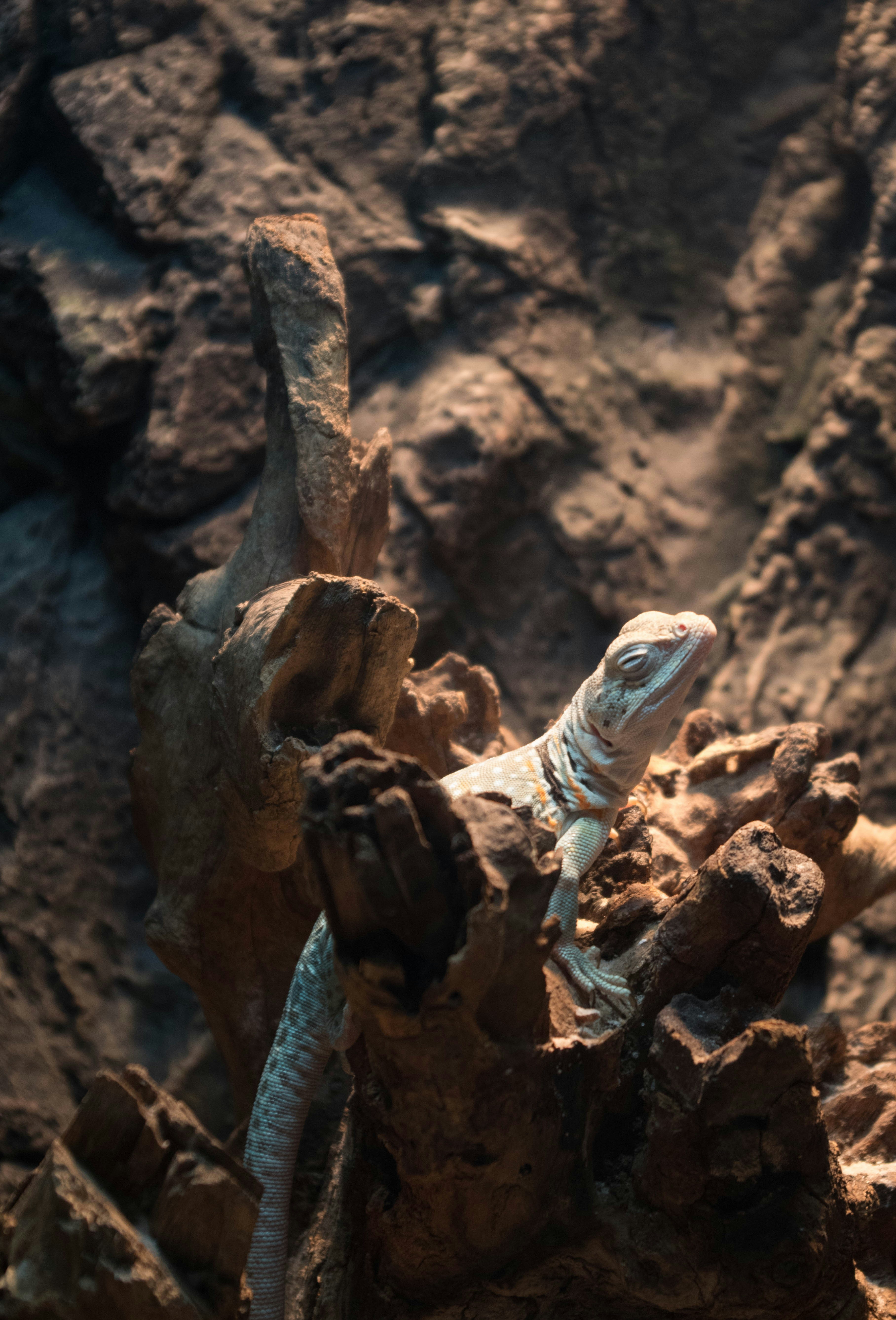 A lizard sitting on top of a rock formation photo – Free Lizard Image ...