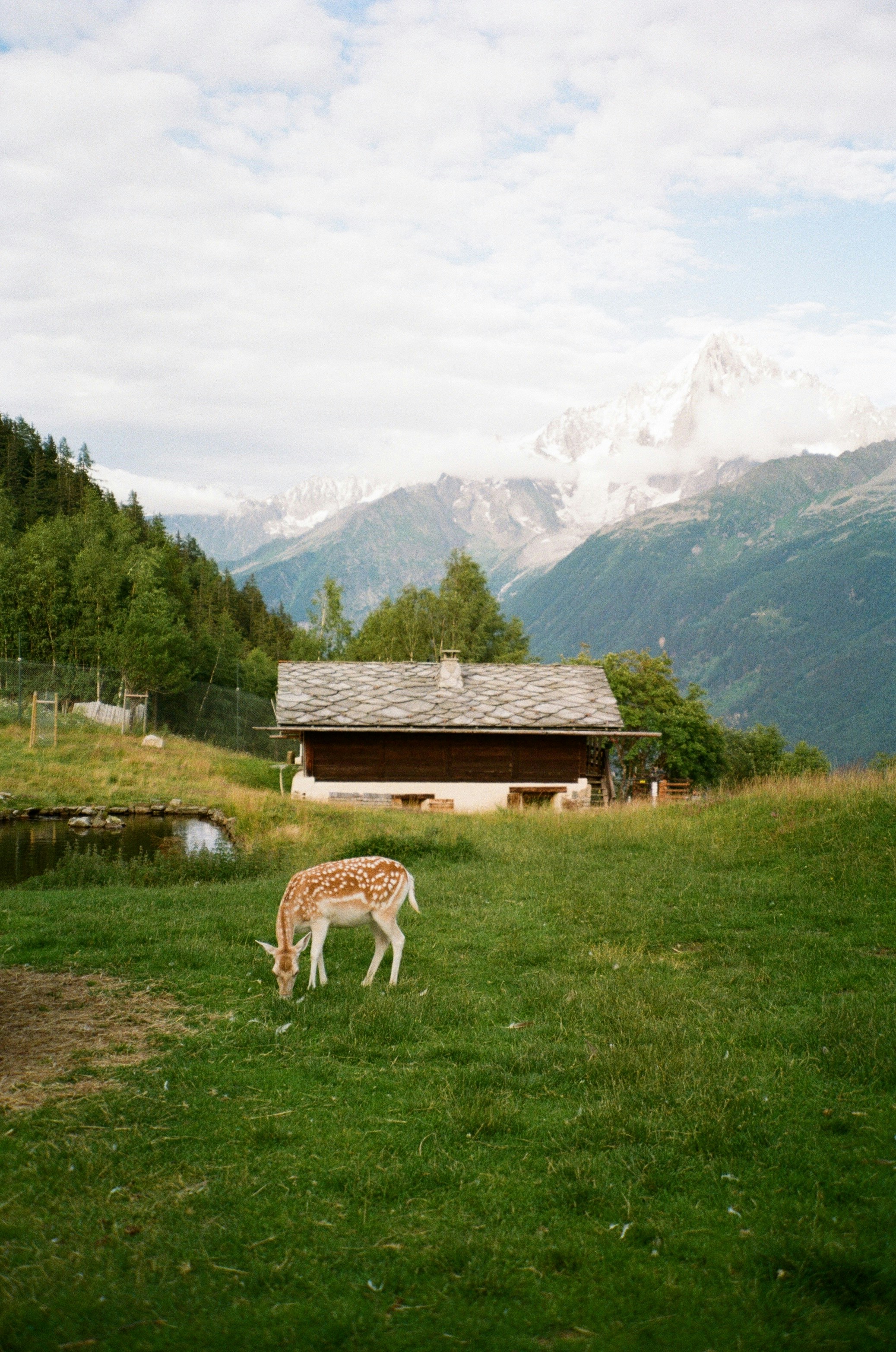 Fawn grazing peacefully on lush grass near a quaint cabin, surrounded by majestic mountains and a serene pond.