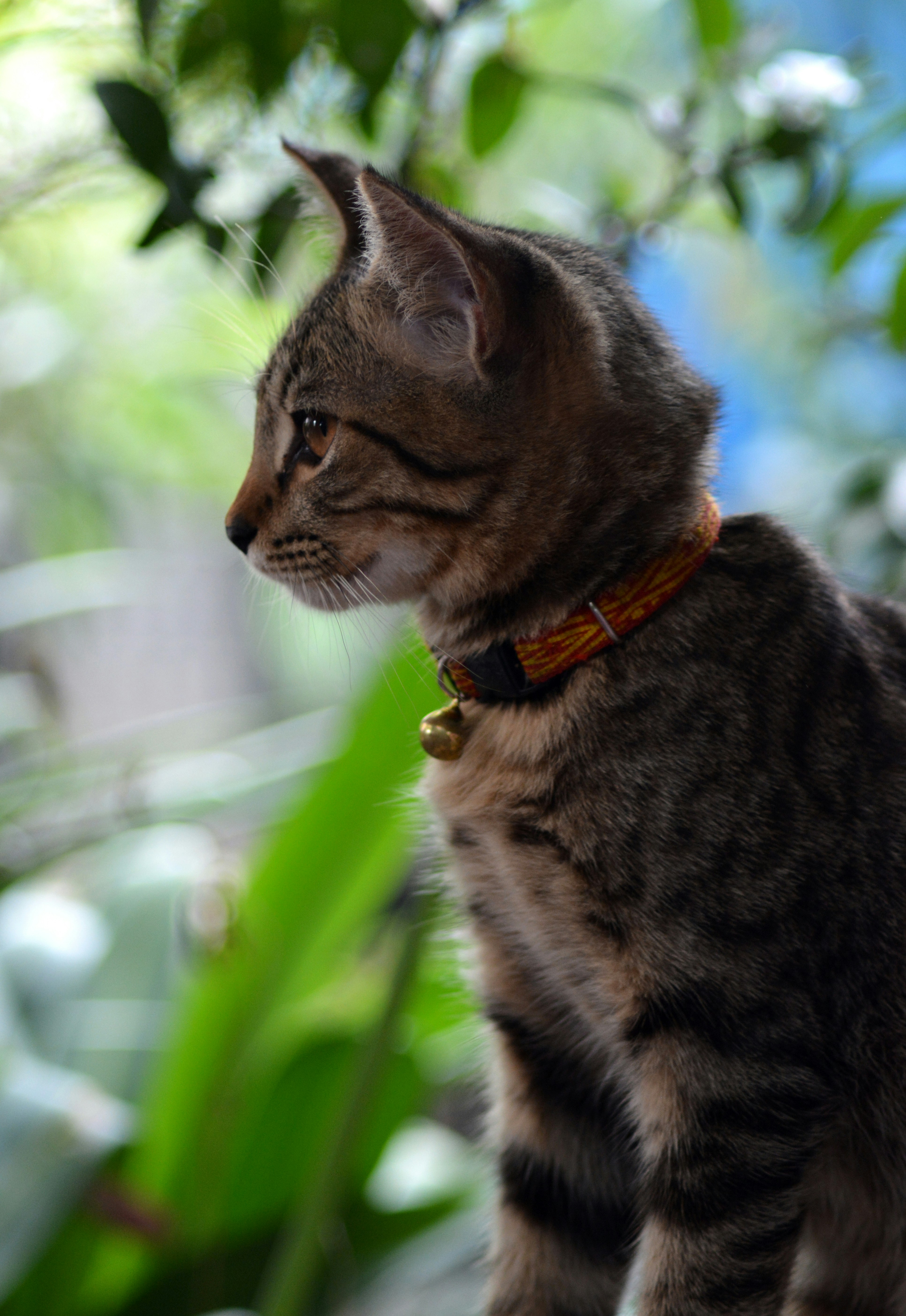 a cat sitting on top of a tree branch