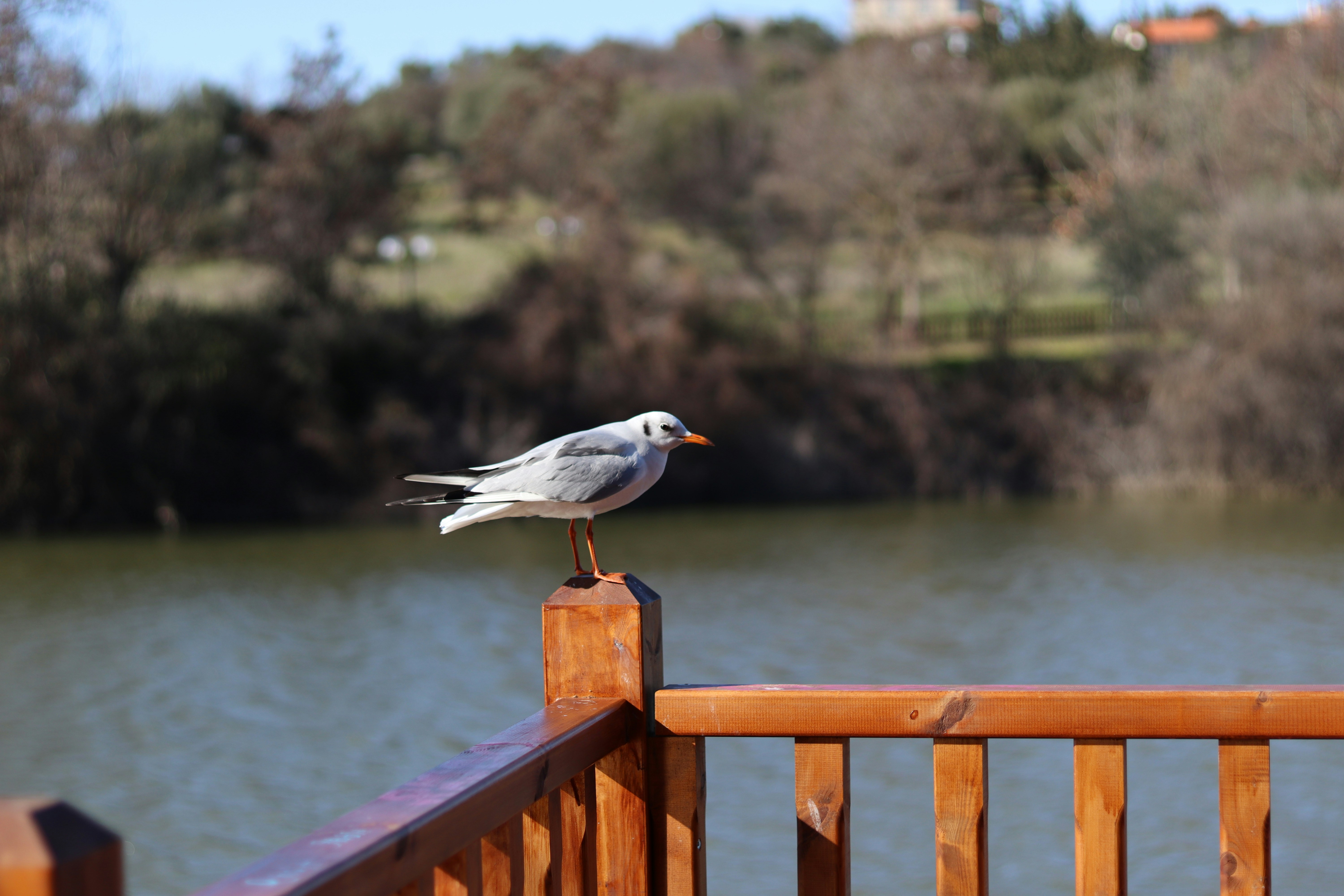 a seagull sitting on top of a wooden railing