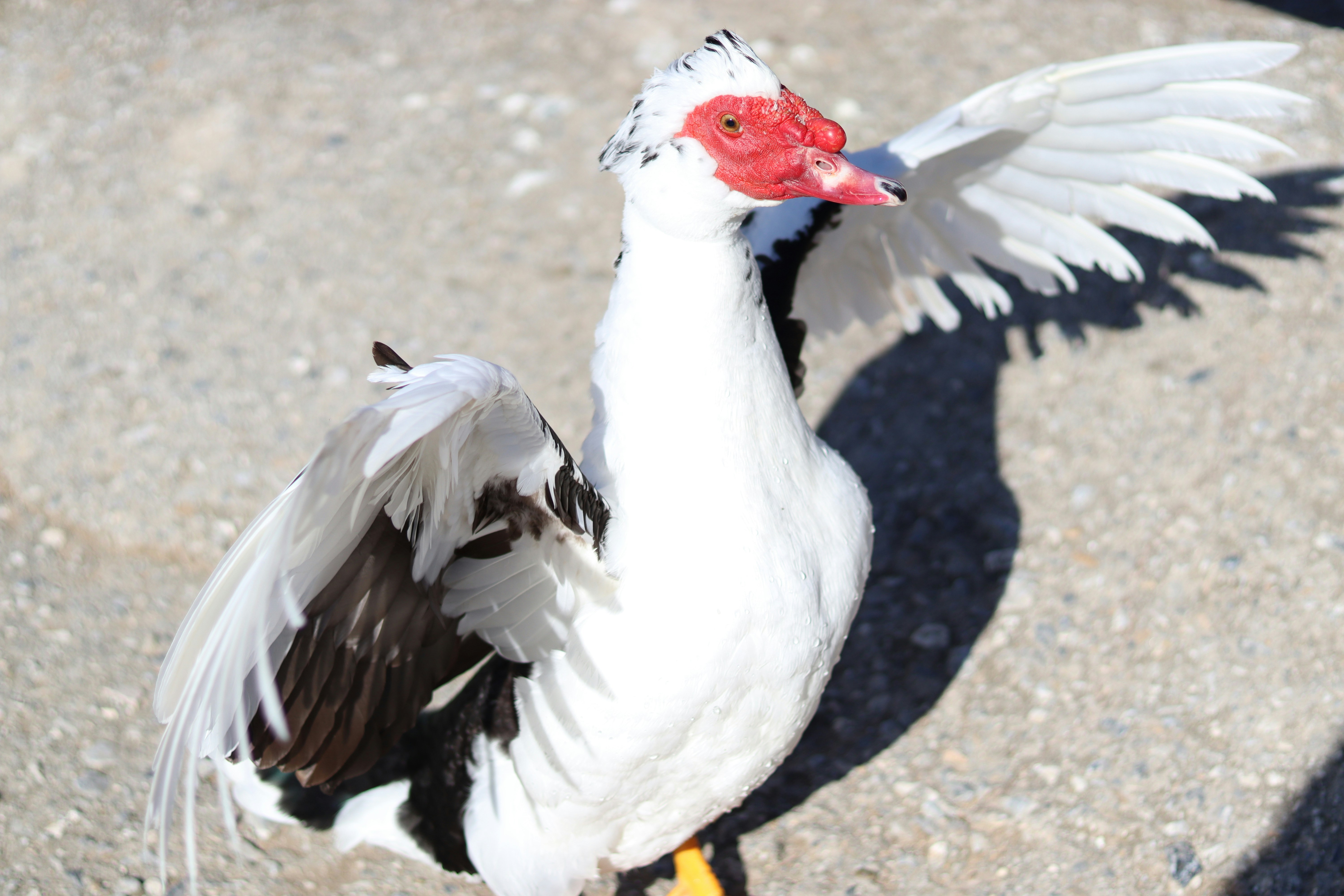 Muscovy duck displaying its wings in a playful pose on a sunlit surface.