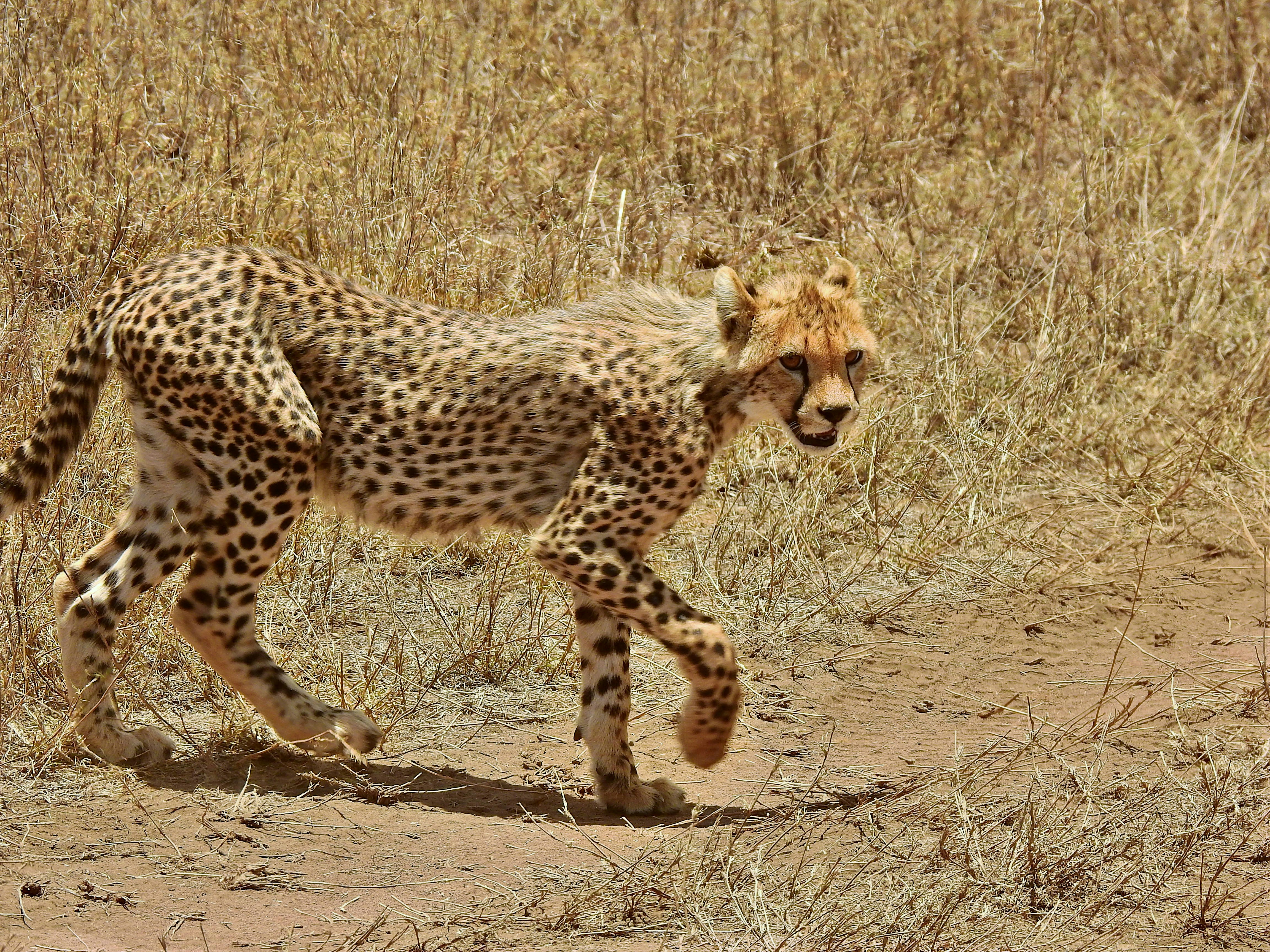 Cheetah strides across a sunlit savanna with dry grasses and dusty soil. This photograph captures a natural wildlife moment with sharp focus on the cat.