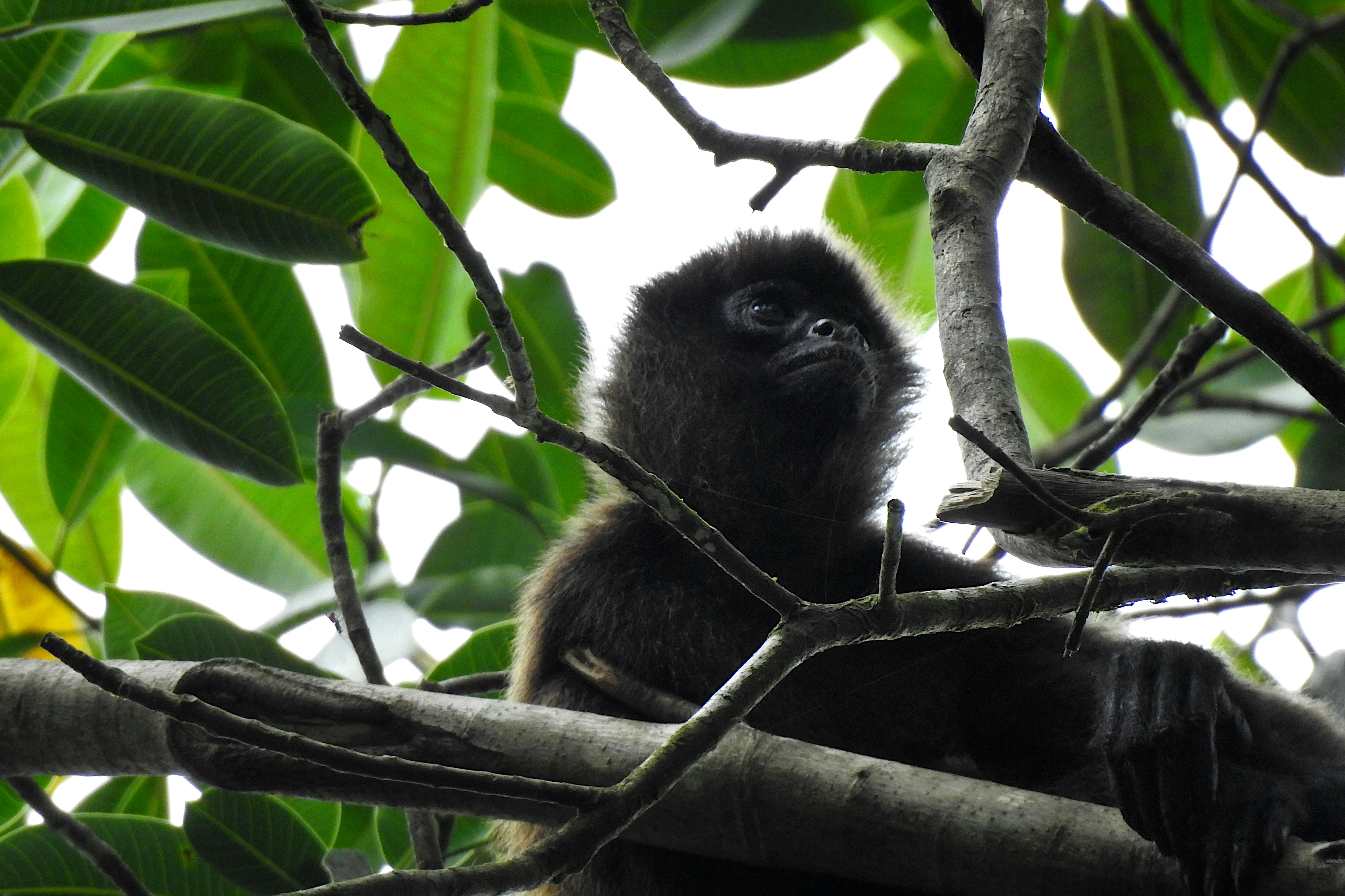 Howler Monkey Pictures | Download Free Images on Unsplash