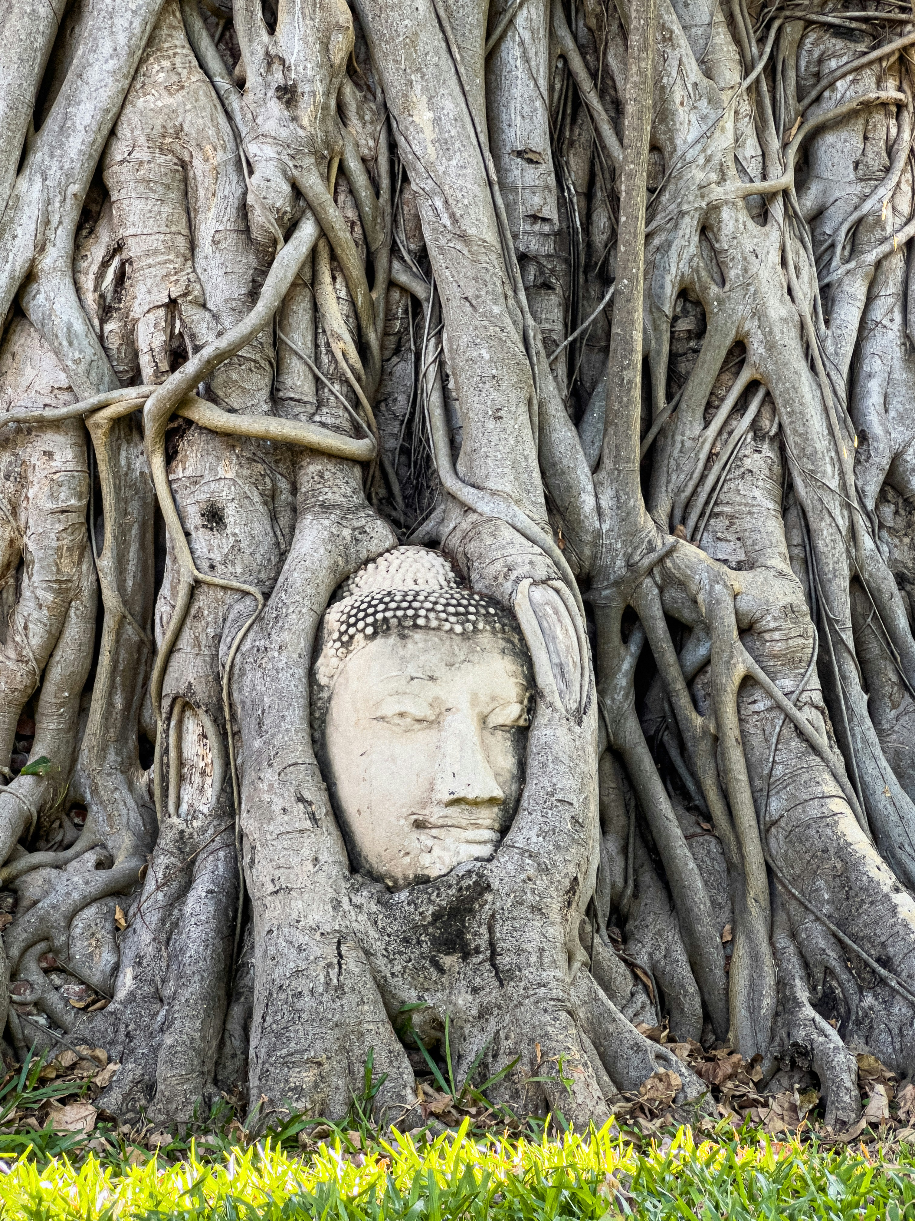 Buddha head entwined in the roots of a banyan tree at Ayutthaya Historical Park.