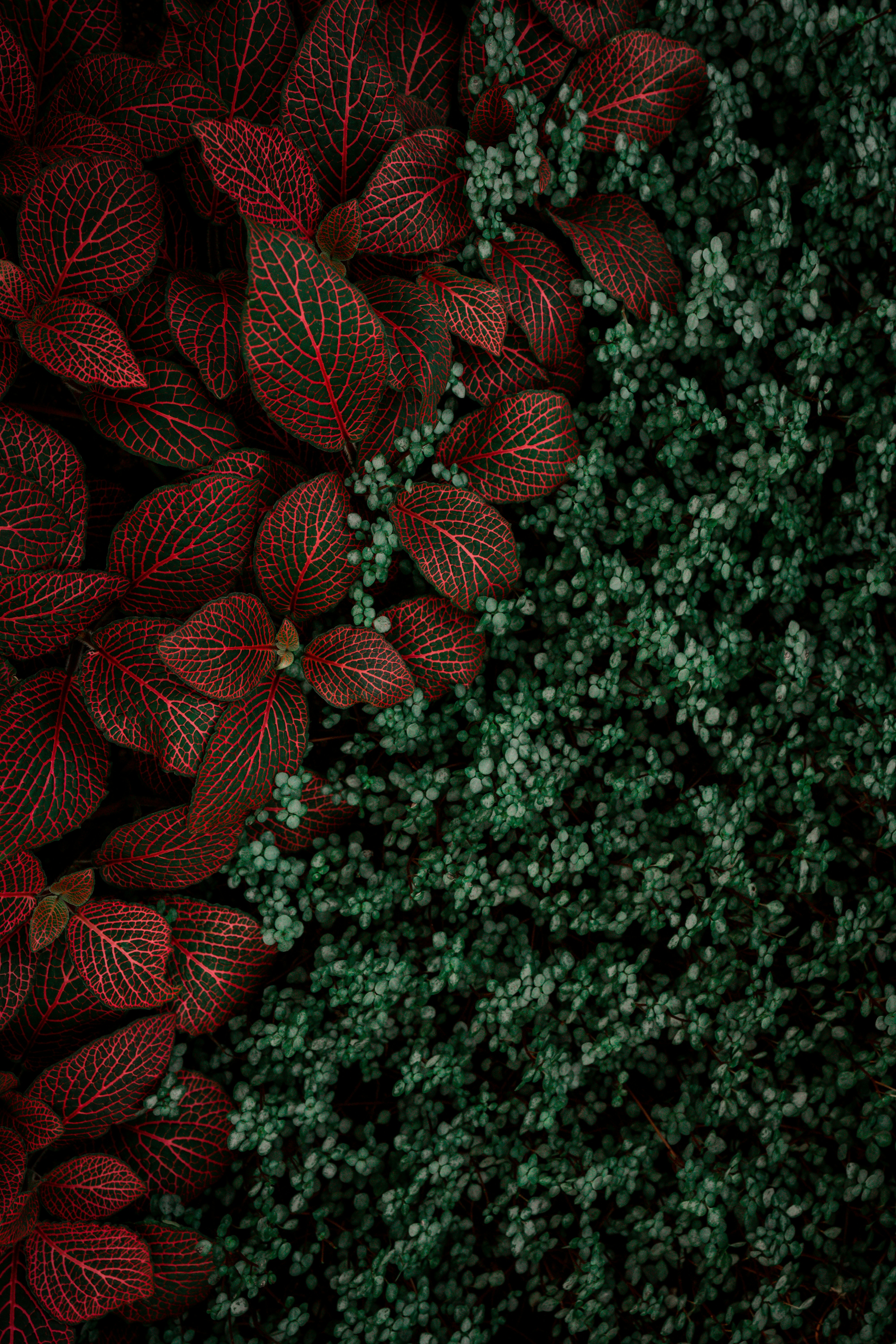 A vibrant display of red-veined leaves contrasted against a lush green backdrop, showcasing the beauty of plant diversity.