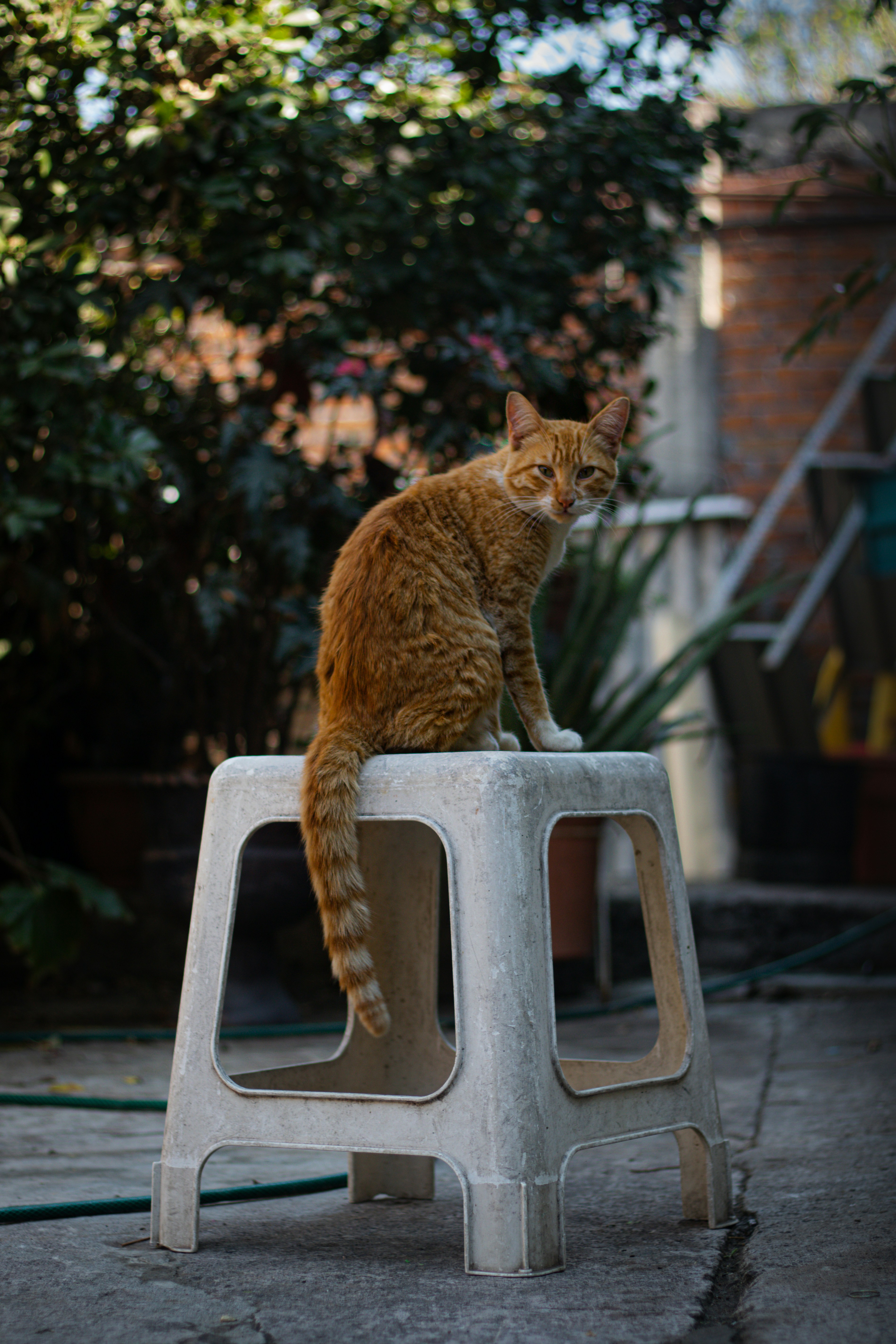 Red-orange tabby on a plastic stool: a quiet backyard moment