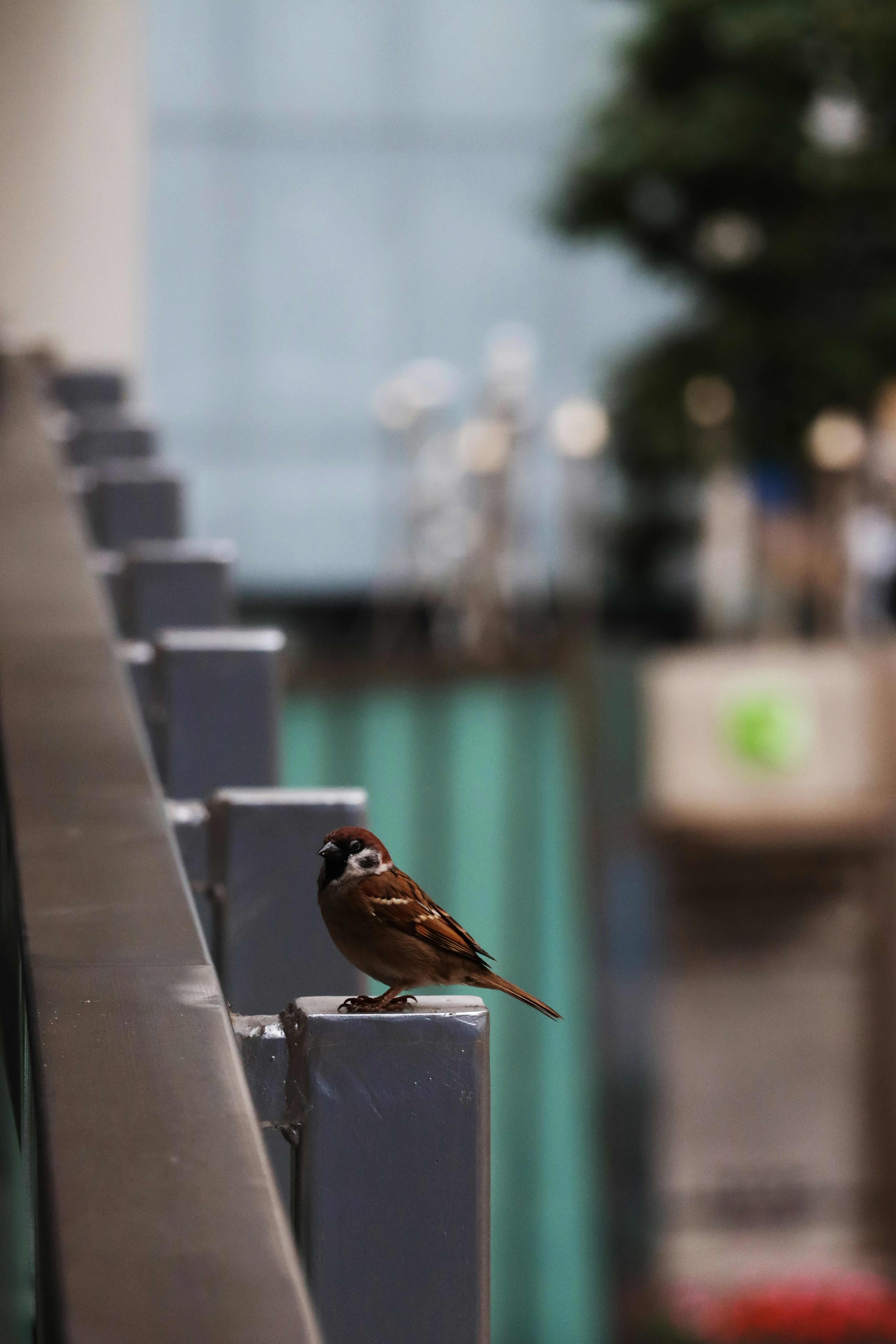 Urban Sparrow on a Steel Rail: Quiet Watcher of the Waterfront