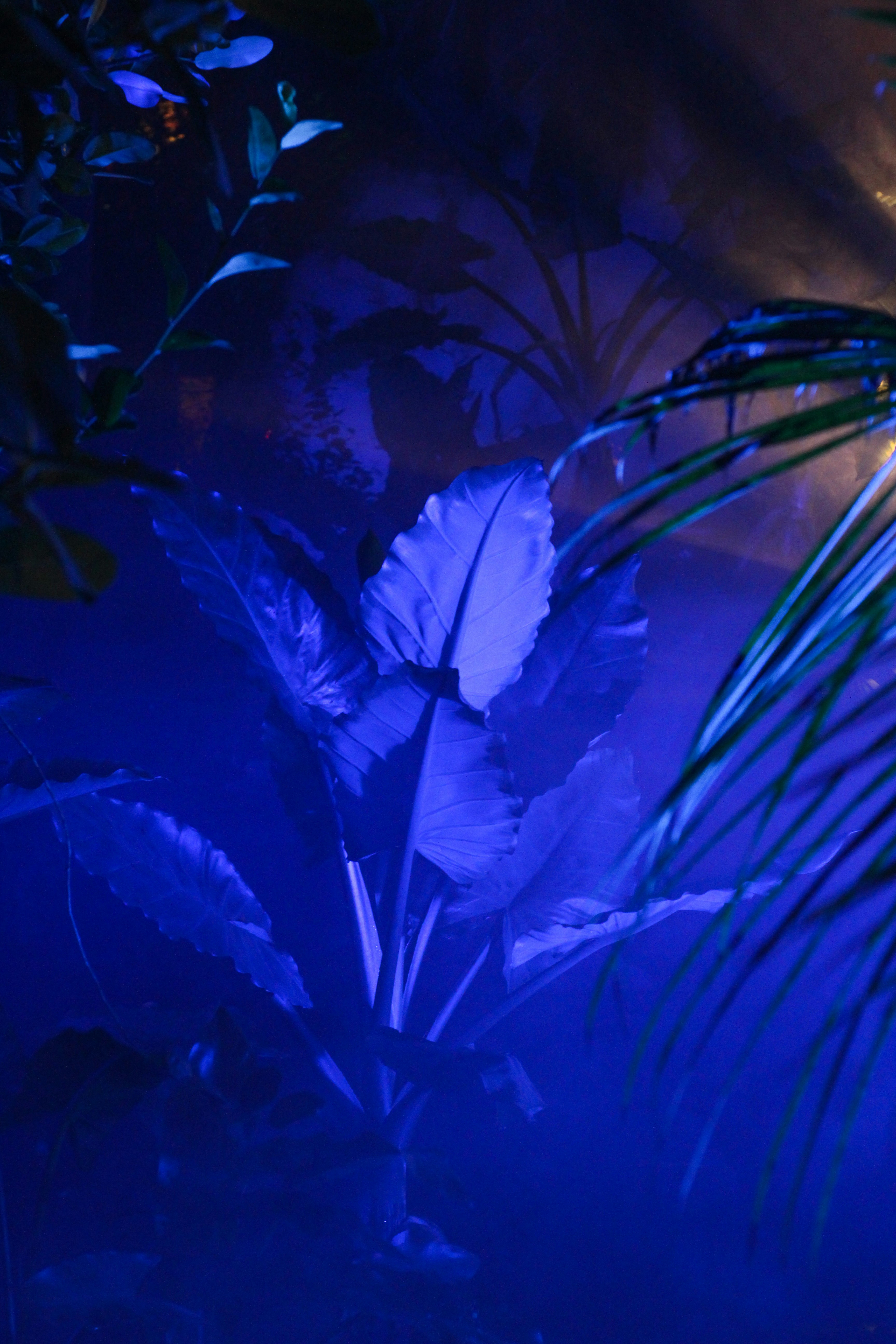 A blue light shines on a leafy plant photo – Free Lighting effect Image ...