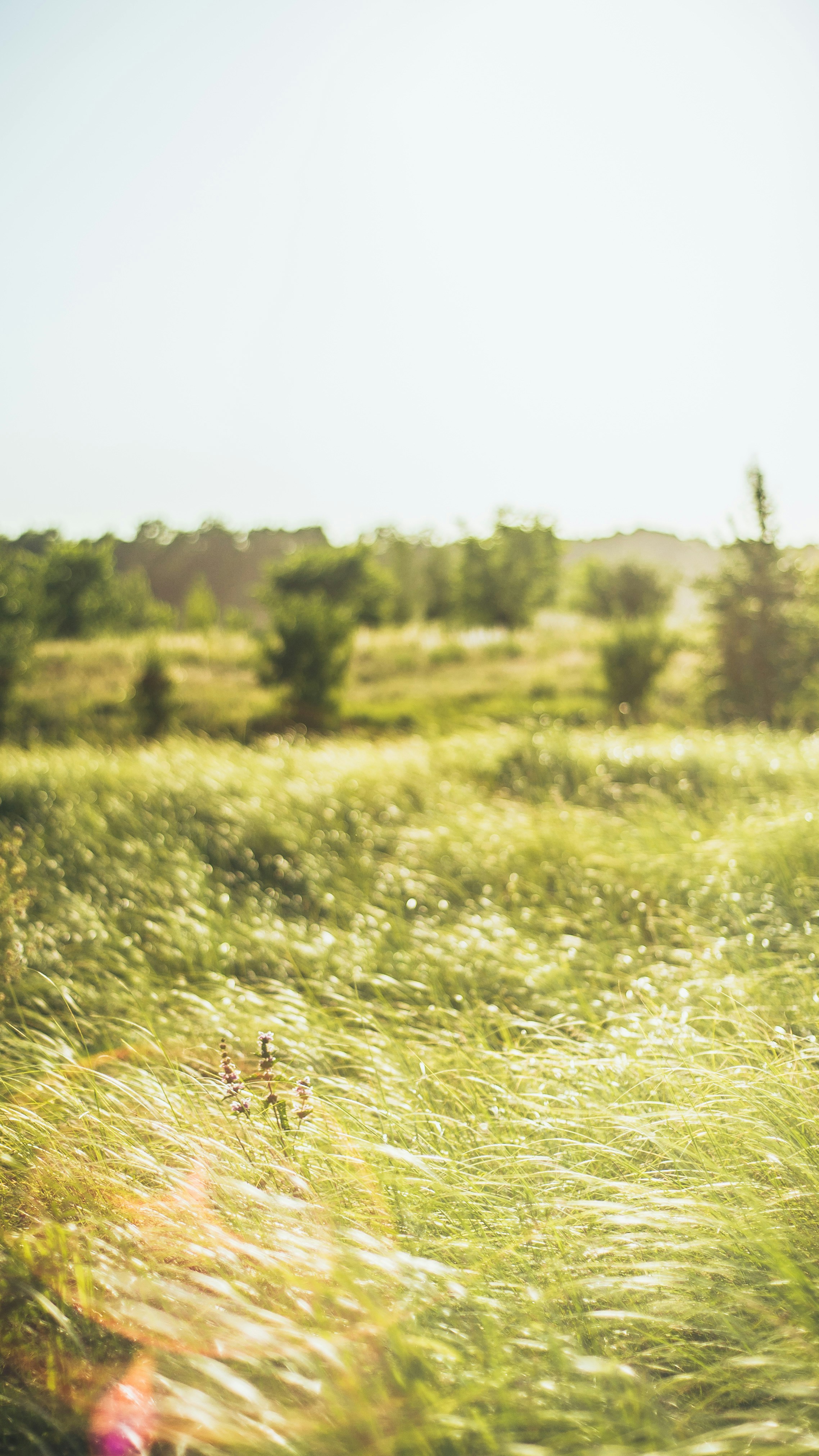 A field of grass with trees in the background photo – Free Grass Image ...
