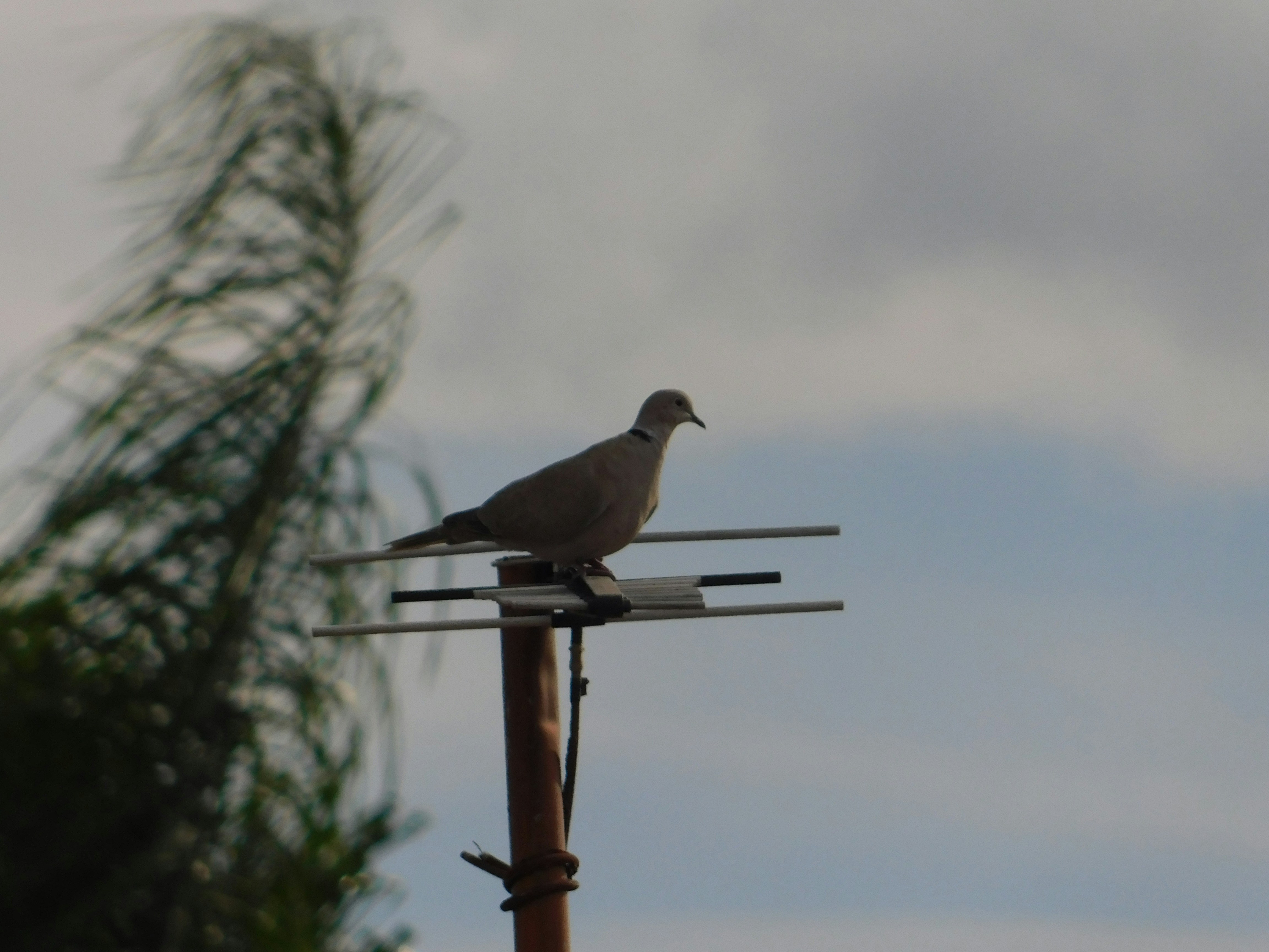 Pigeon on a Weathered Antenna Against a Calm Blue Sky