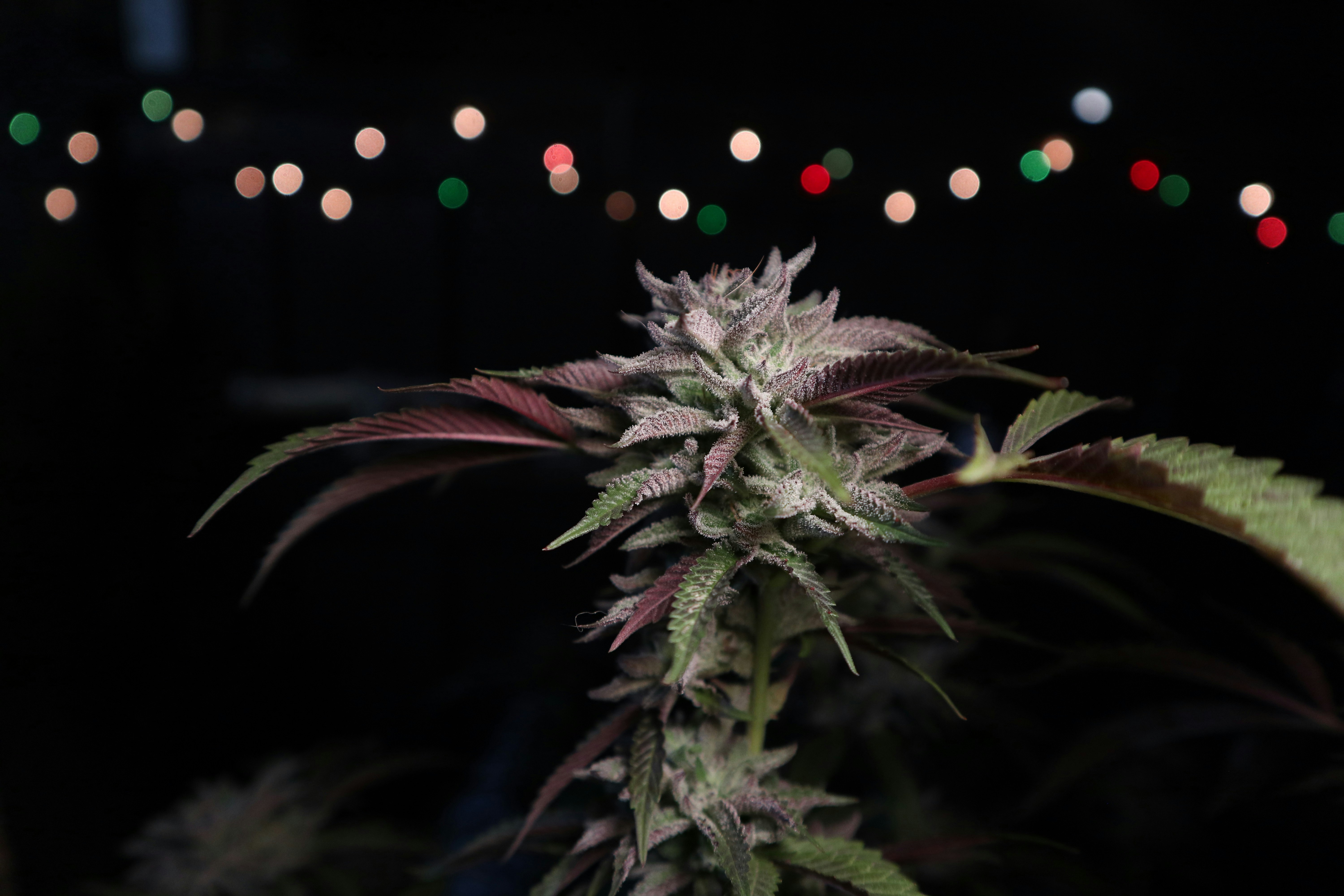 Close-up of a flowering cannabis plant with vibrant leaves, illuminated by soft bokeh lights in the background.