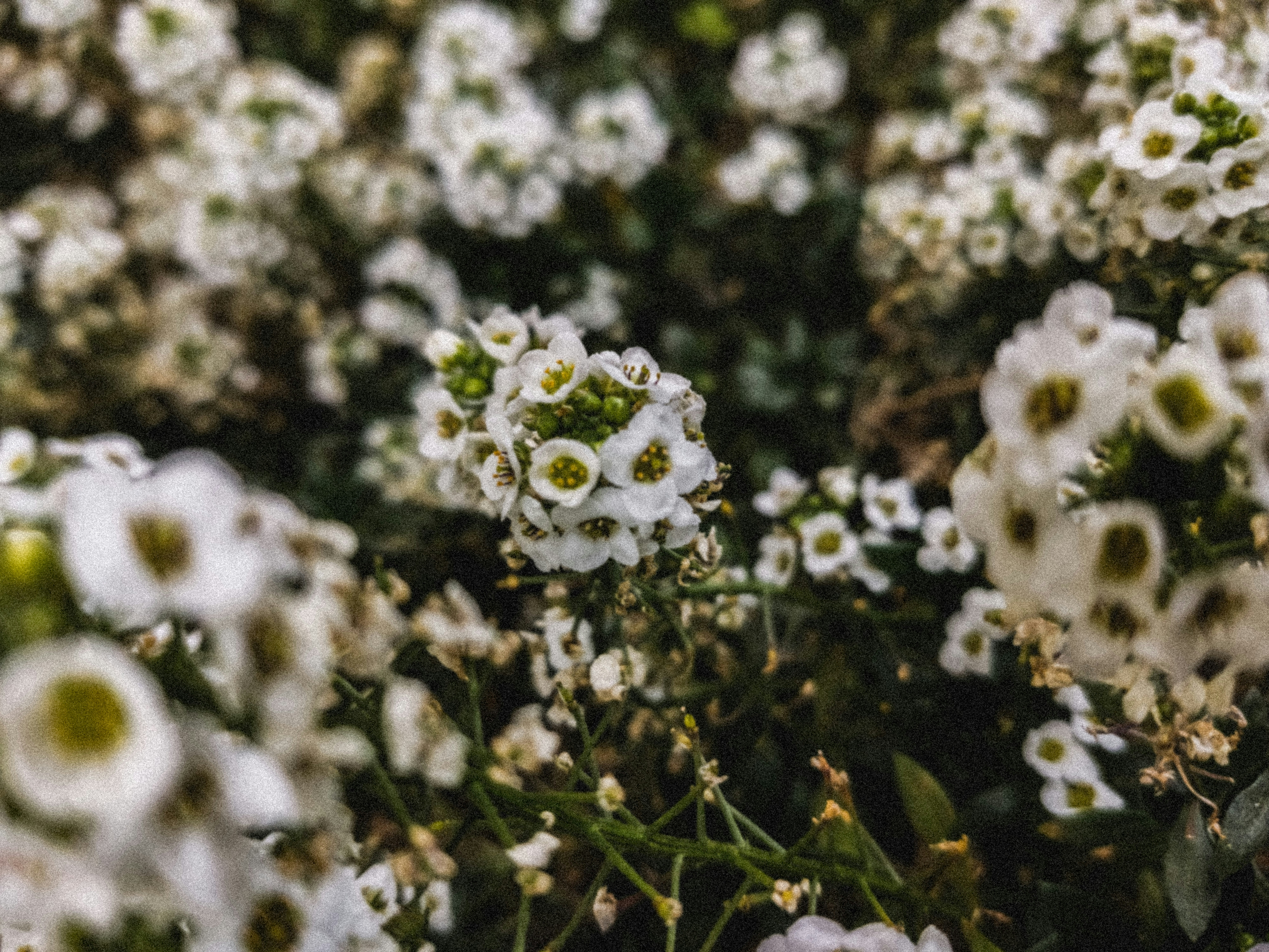 Clusters of delicate white flowers bloom densely in a lush field.