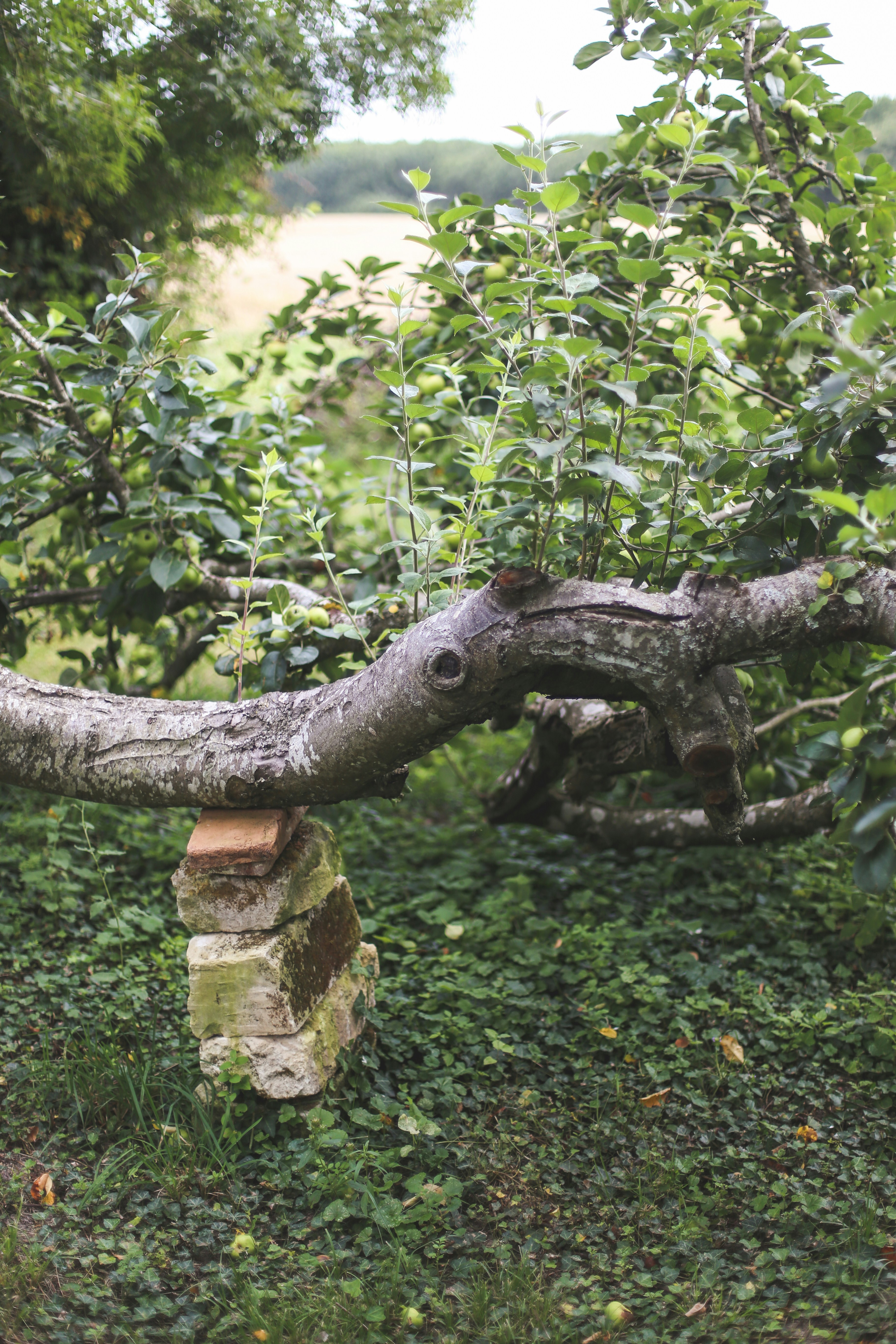A gnarled tree branch rests on a stack of stones, surrounded by lush greenery. The scene captures the resilience of nature as it adapts to its environment.