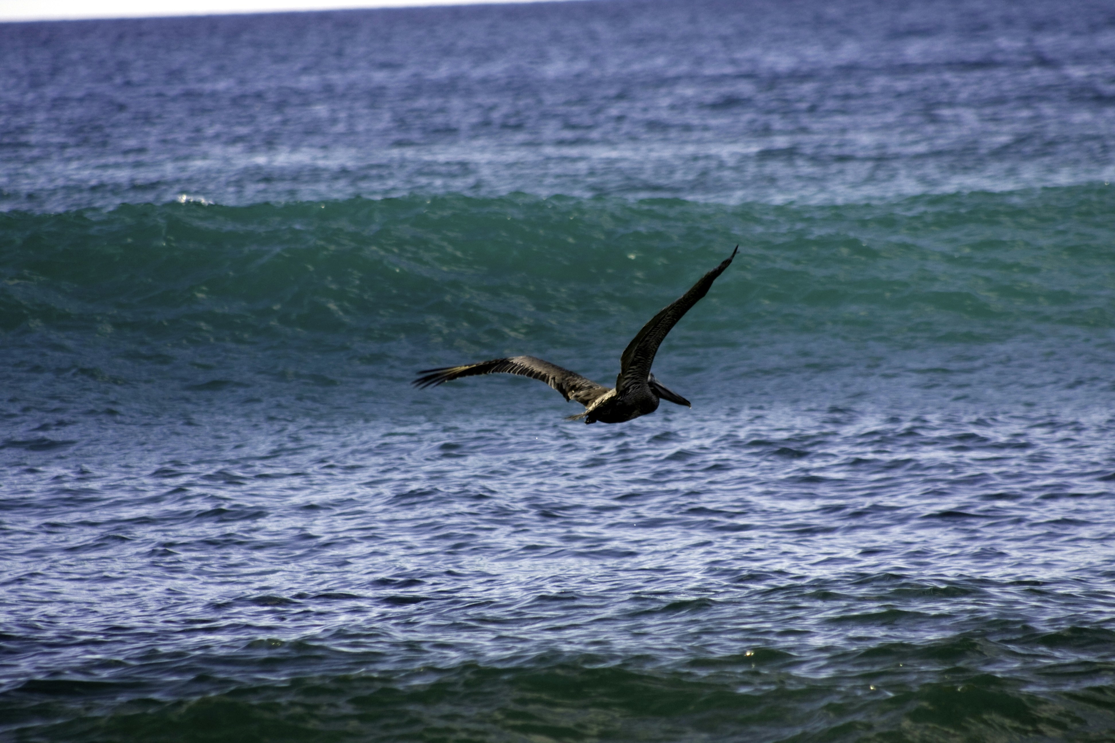 Winged silhouette gliding above a curling emerald wave