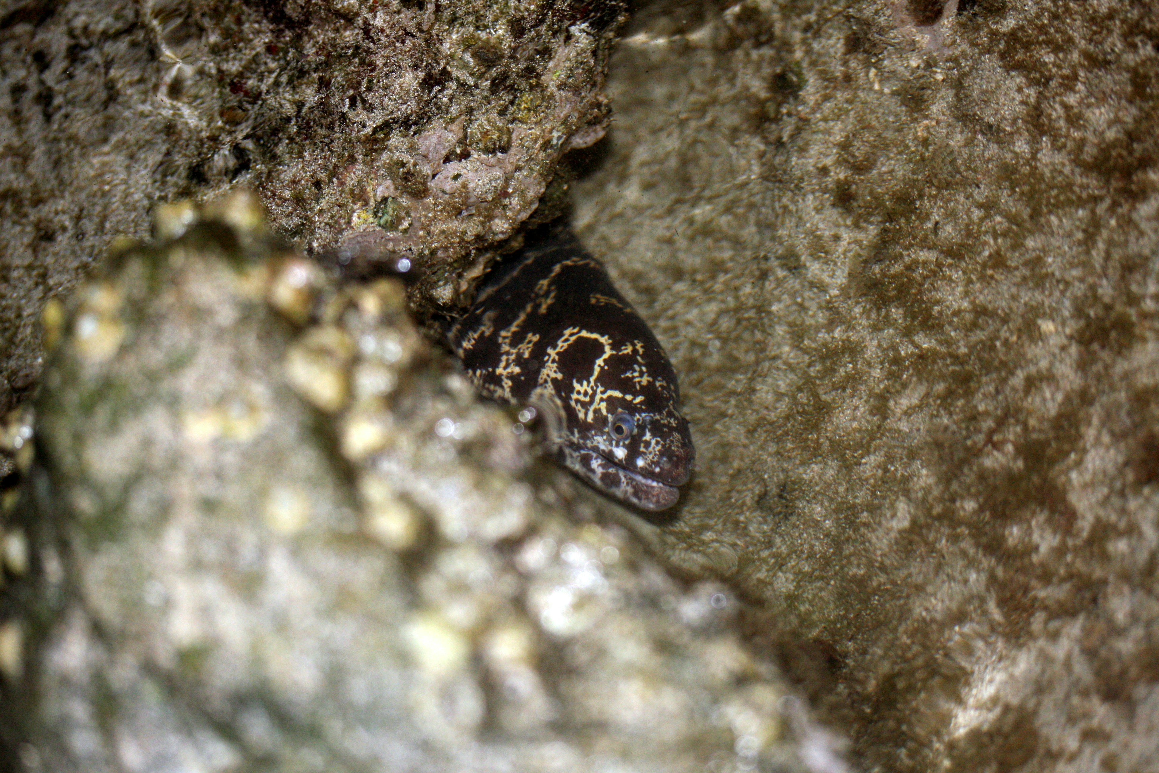 A close up of a small insect on a rock photo – Free Virgin islands ...