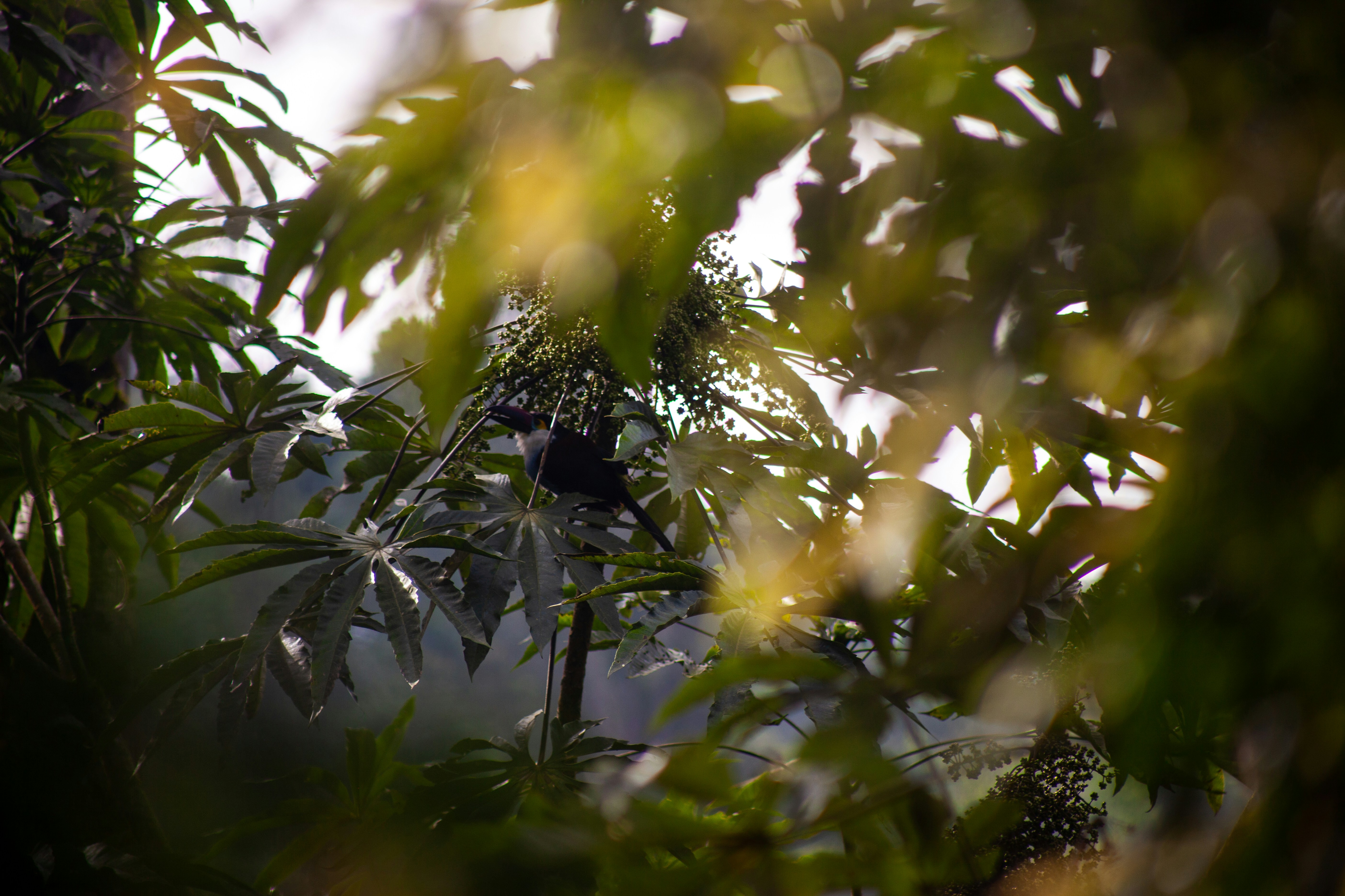 A dark bird partially concealed among vibrant green foliage, creating a serene and mysterious atmosphere. The interplay of light and shadows enhances the scene's tranquility.