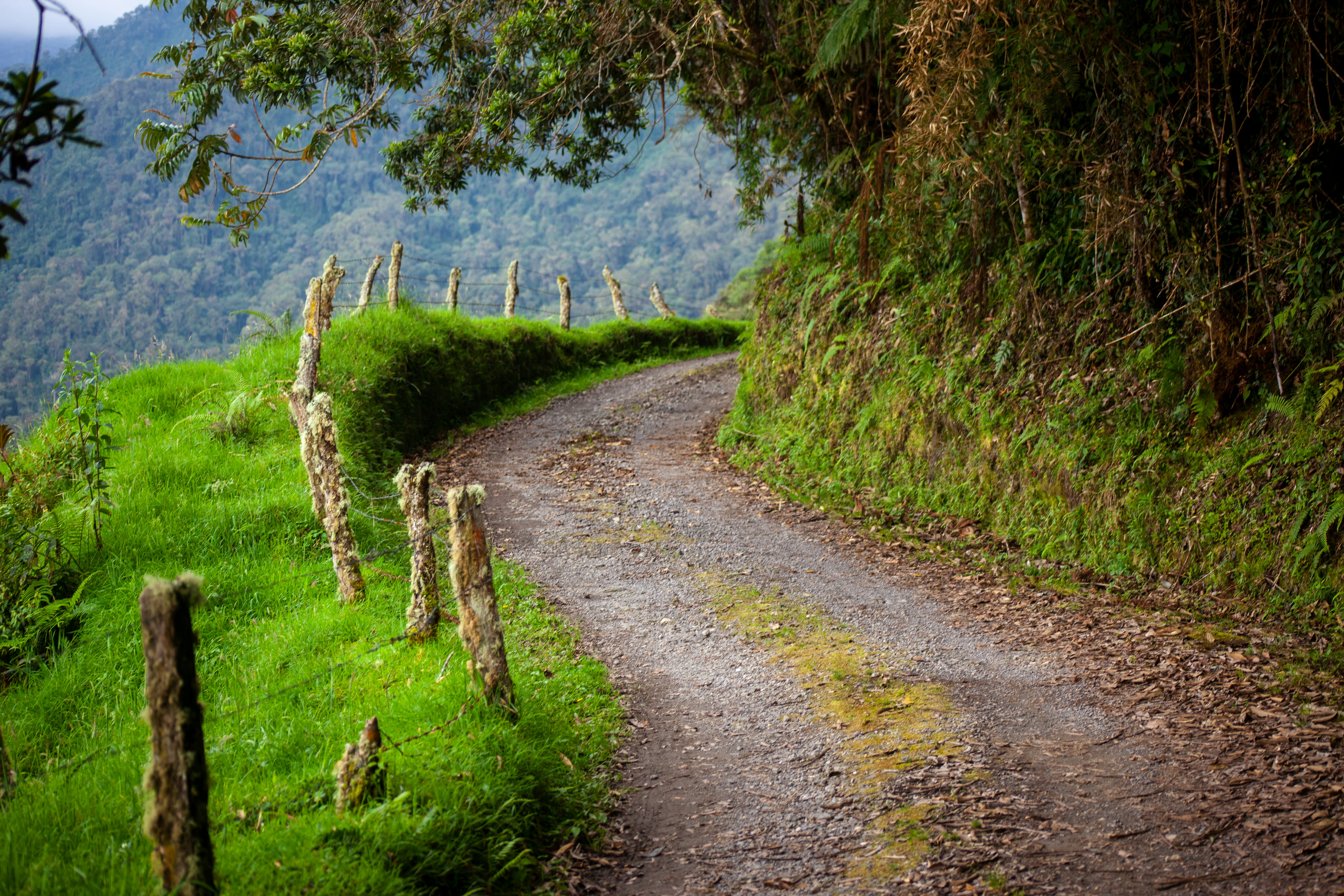 Dirt road winding through lush green hills with moss-covered posts under a canopy of trees.