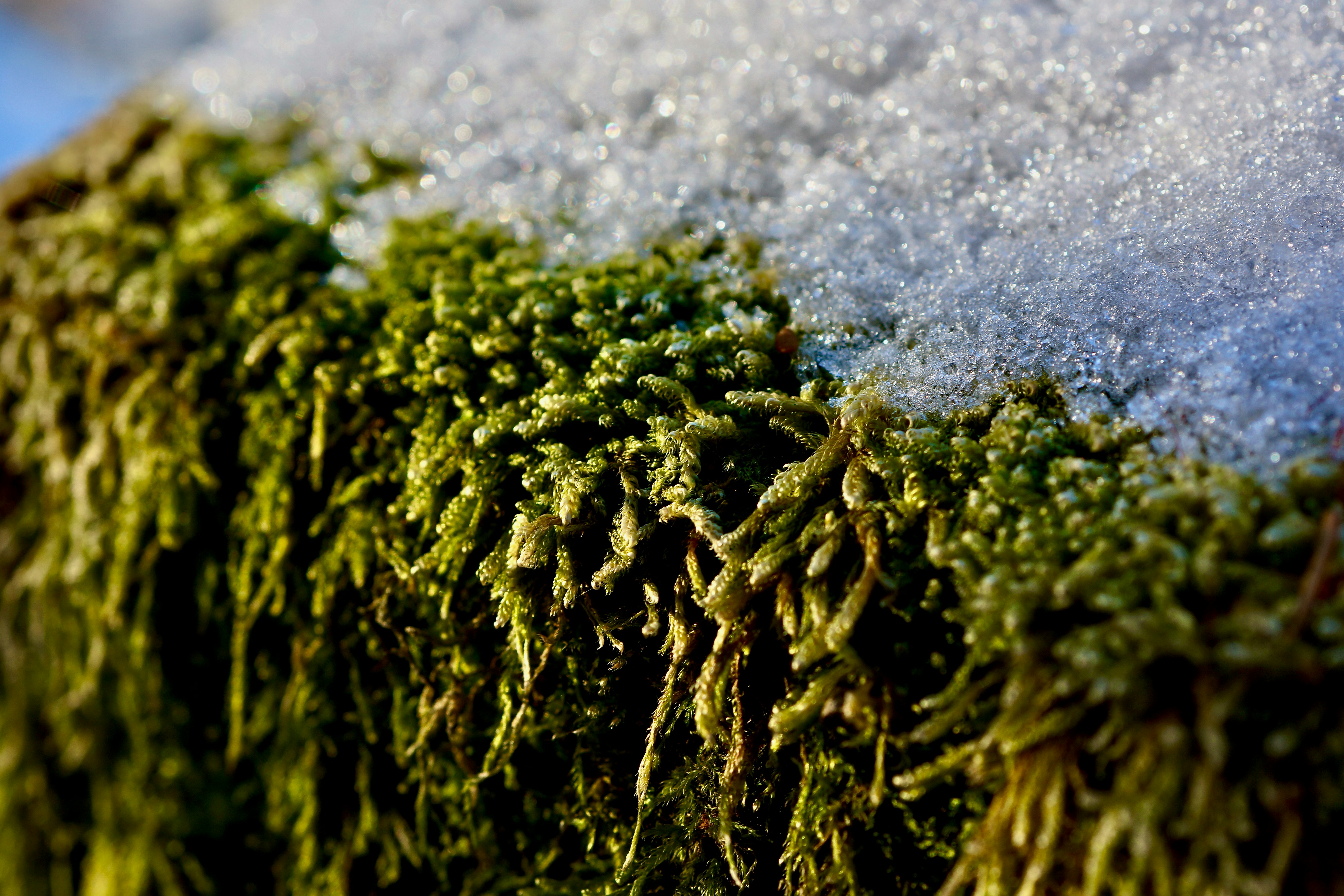 melting ice reveals moss