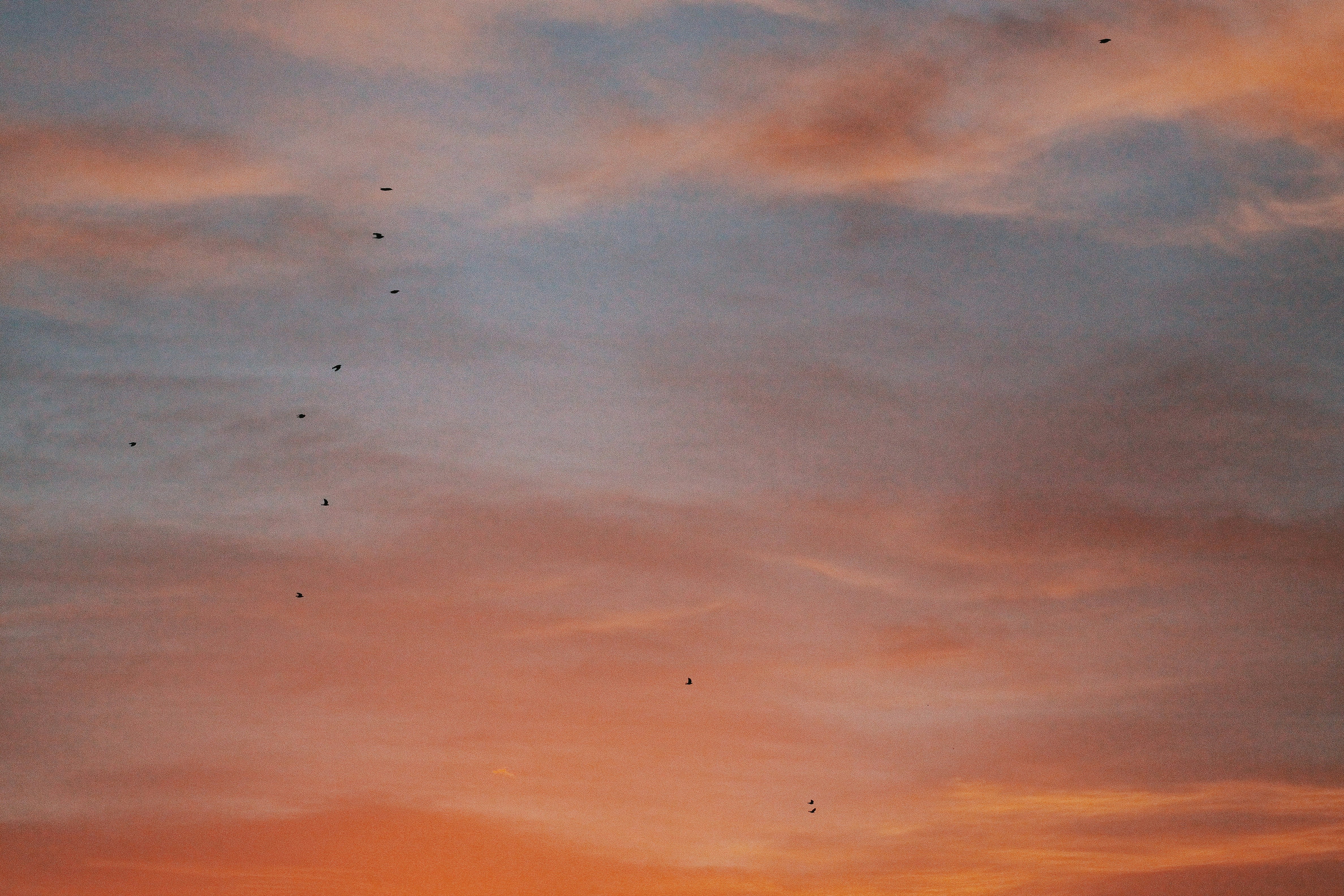 Una puesta de sol con pájaros volando en el cielo foto – Imagen de Nube ...